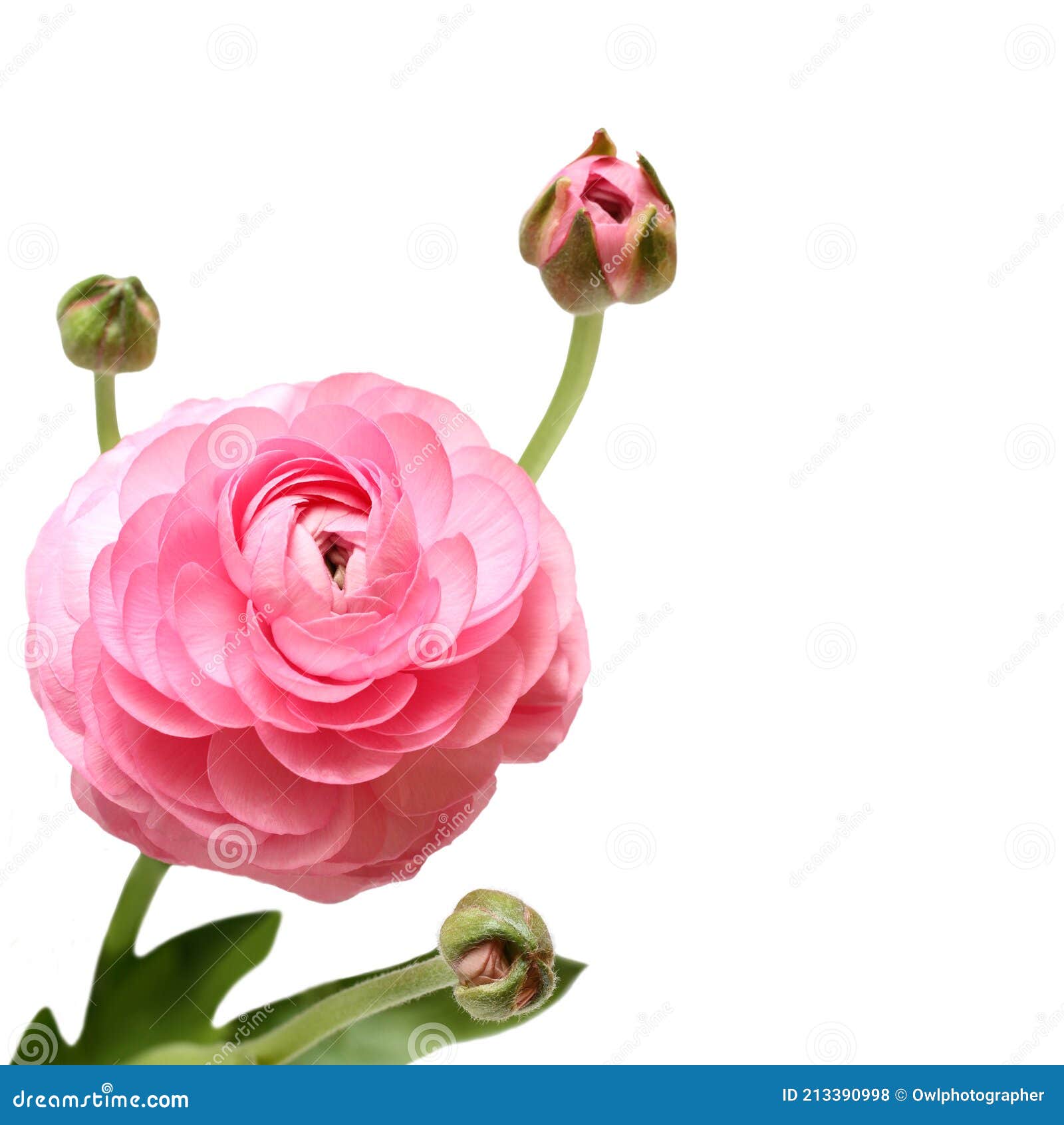 Pink Buttercup on White Background. Closeup Stock Photo - Image of ...