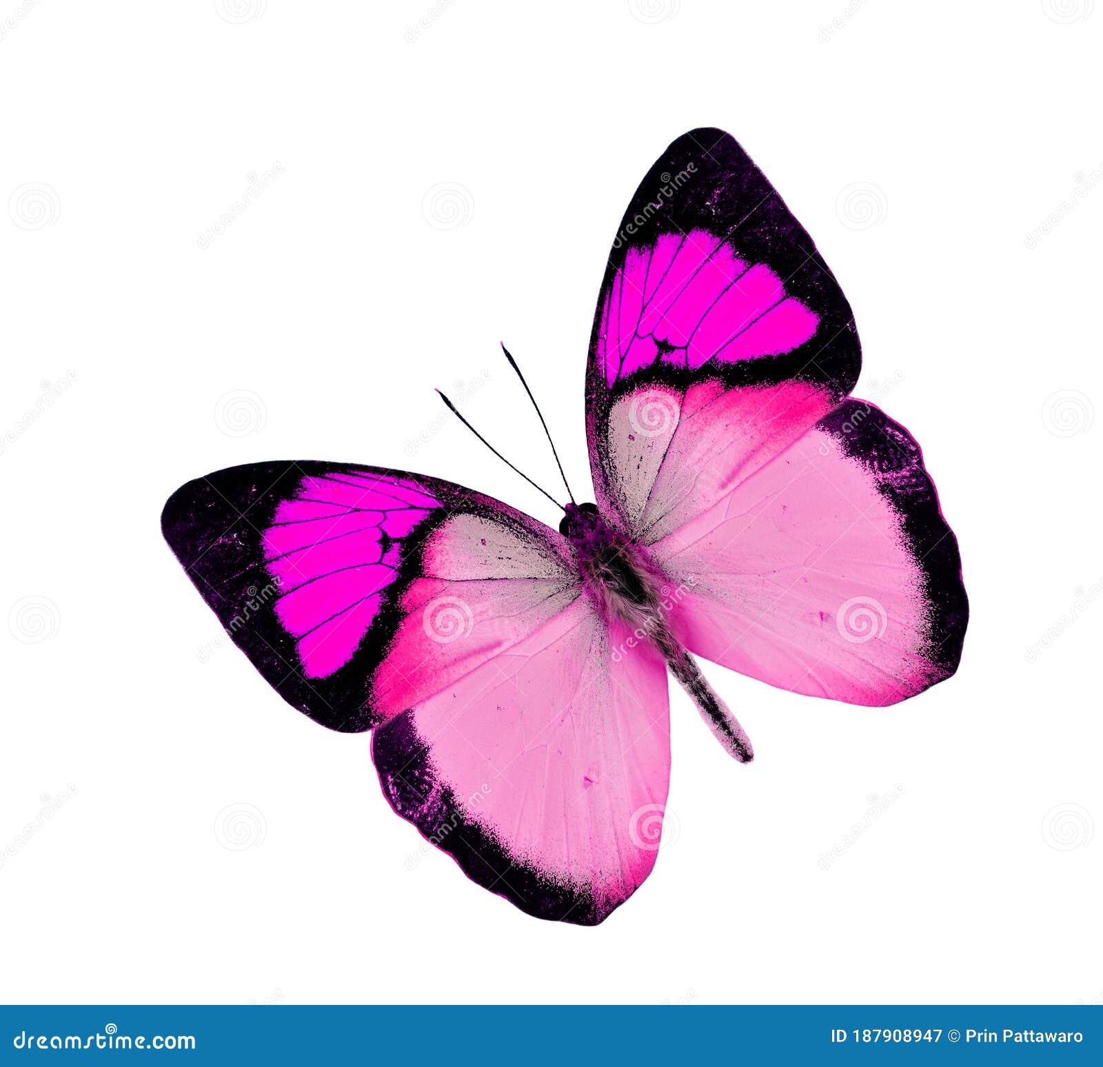 Pink Butterfly Flying Isolated on White Background Stock Image - Image ...