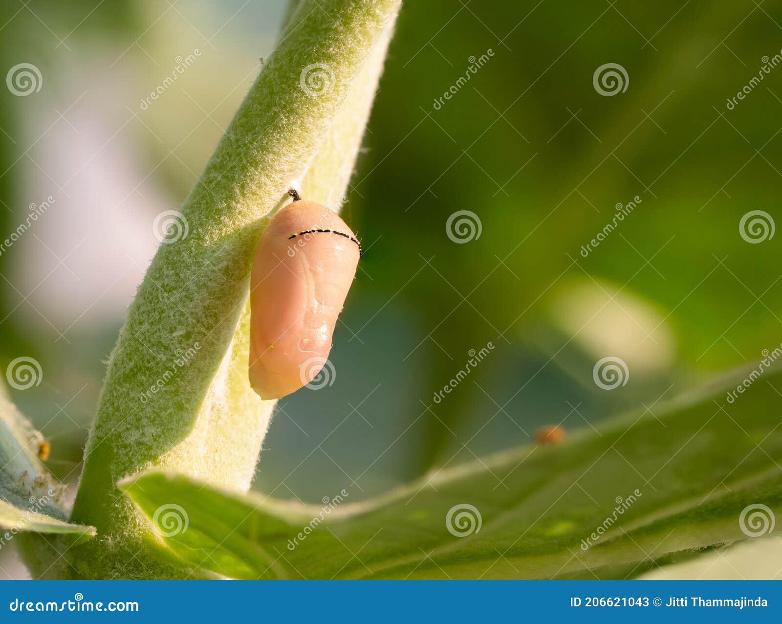 A Pink Butterfly Pupa Attached To a Tree Trunk Stock Image - Image of ...