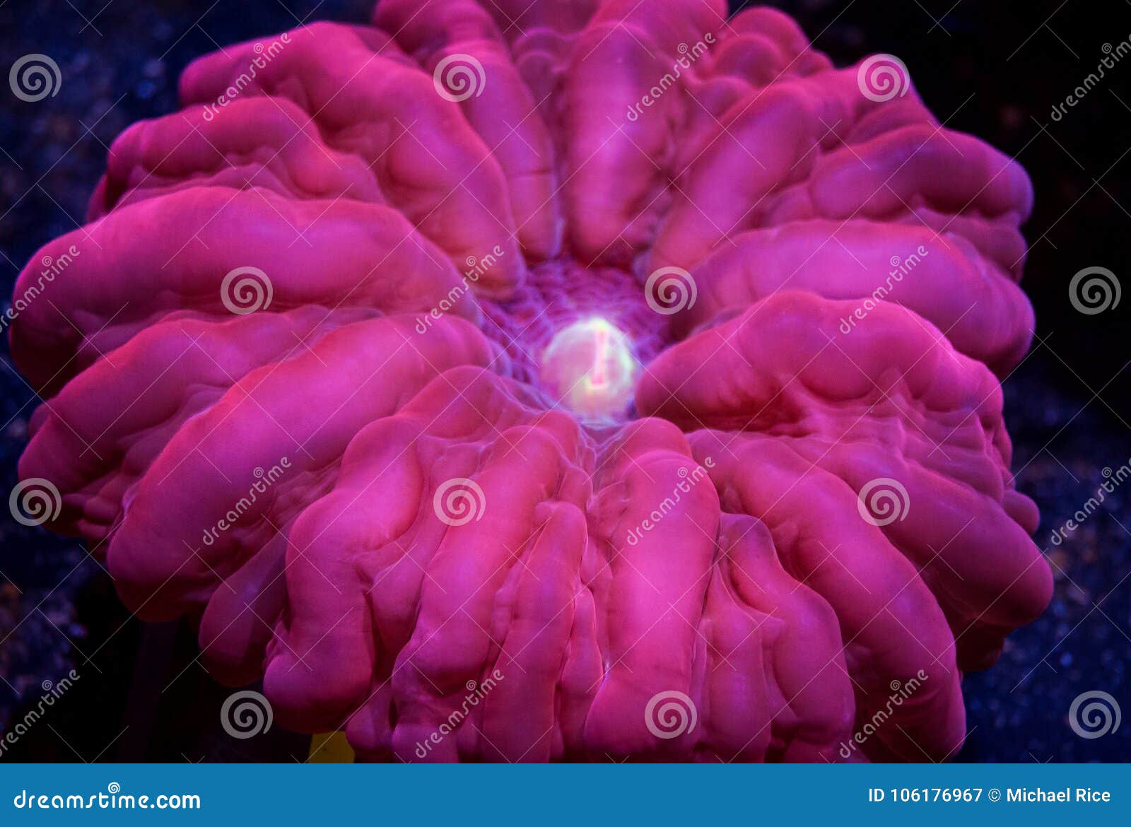 Pink button coral stock image. Image of coral, reefs - 106176967