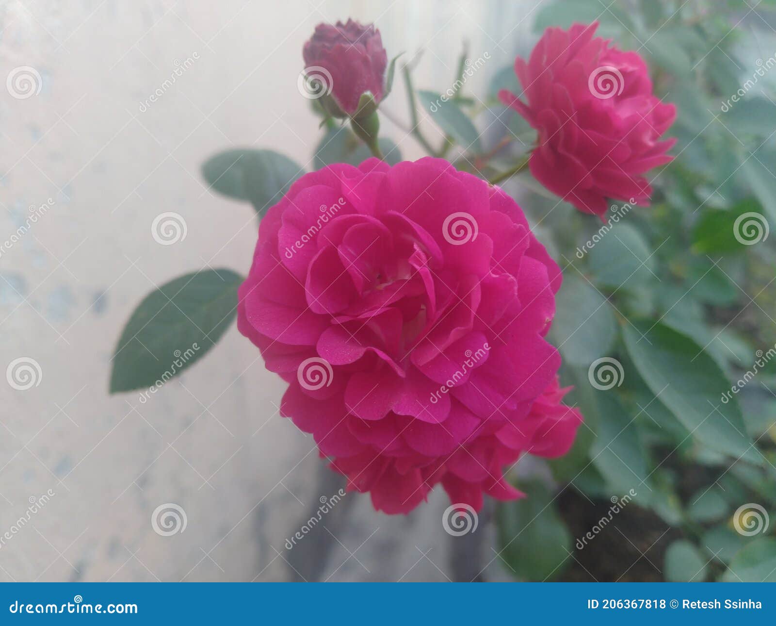 Pink Button Rose Flower stock photo. Image of pink, button - 206367818