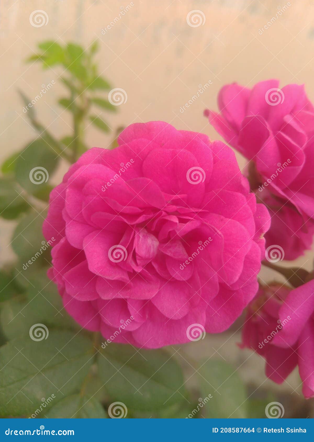 Pink Button Rose Flower stock photo. Image of petal - 208587664
