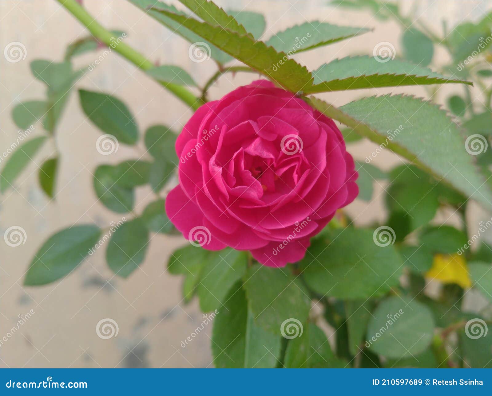 Pink Button Rose Flower Closeup Stock Image - Image of flower, green ...
