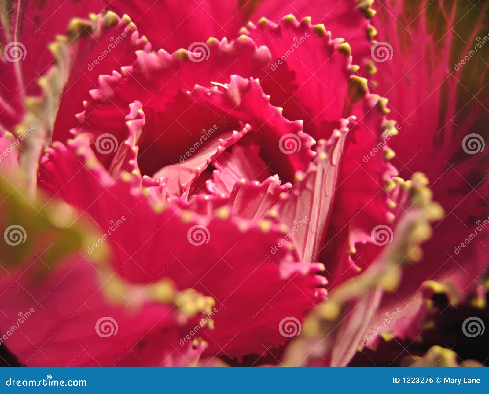 Pink Cabbage stock photo. Image of flora, details, colorful - 1323276