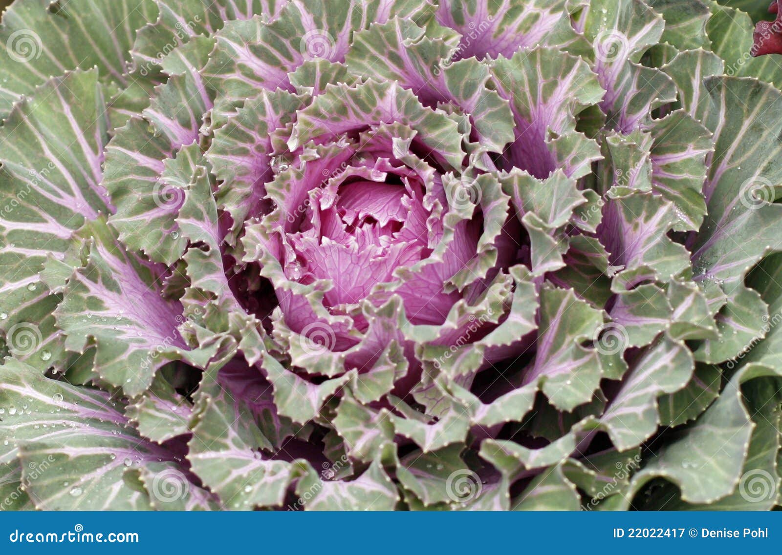 Pink Cabbage stock image. Image of green, nature, october - 22022417