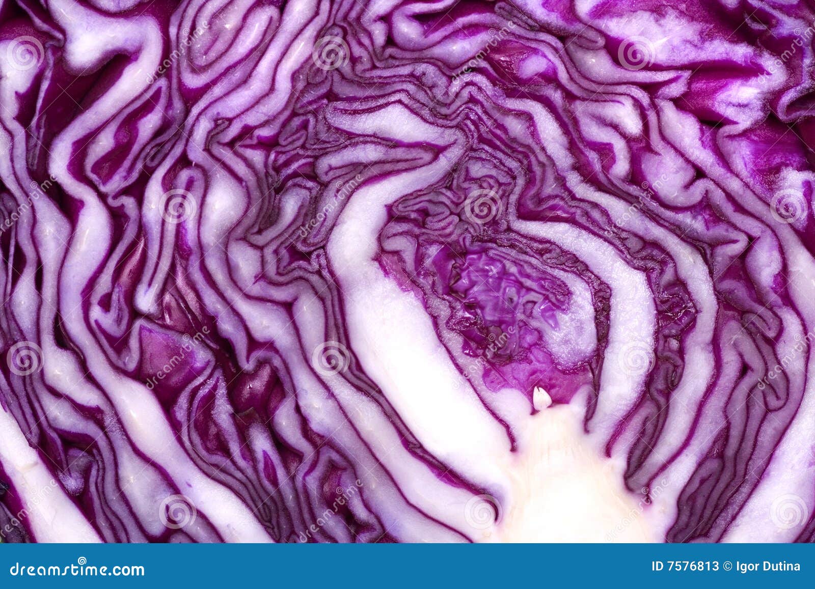 Pink cabbage abstract stock image. Image of closeup, curves - 7576813