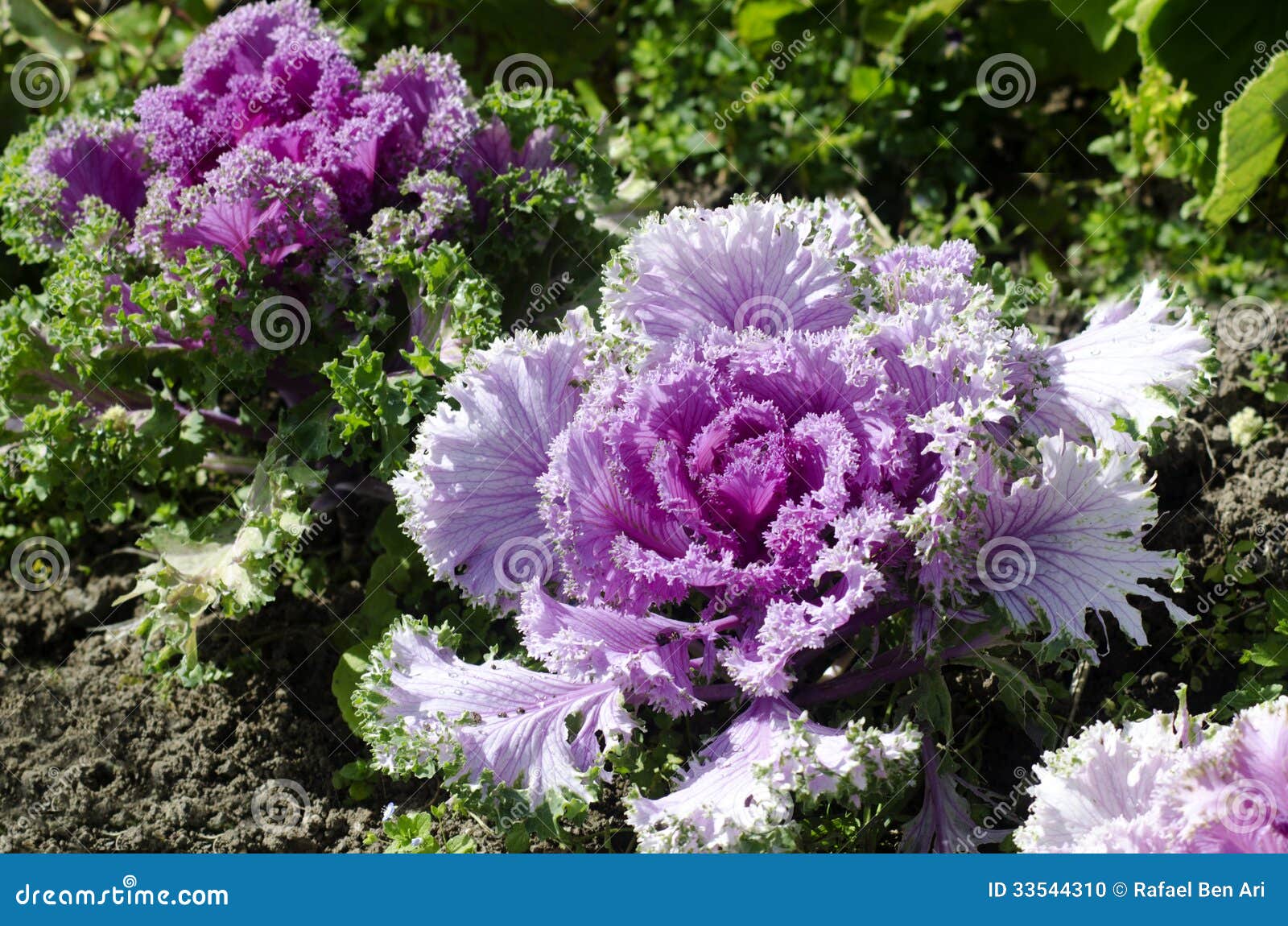 Pink Cabbage stock photo. Image of flowering, detail - 33544310