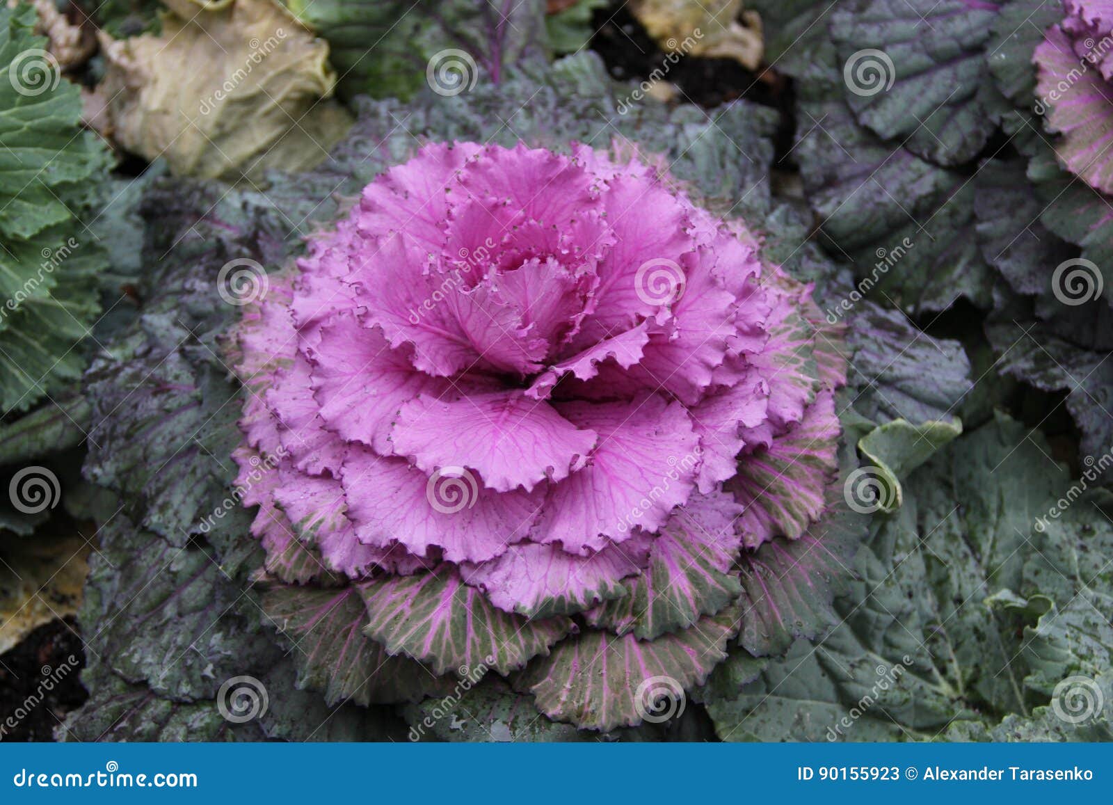 Pink cabbage flower stock image. Image of colorful, vegetable - 90155923