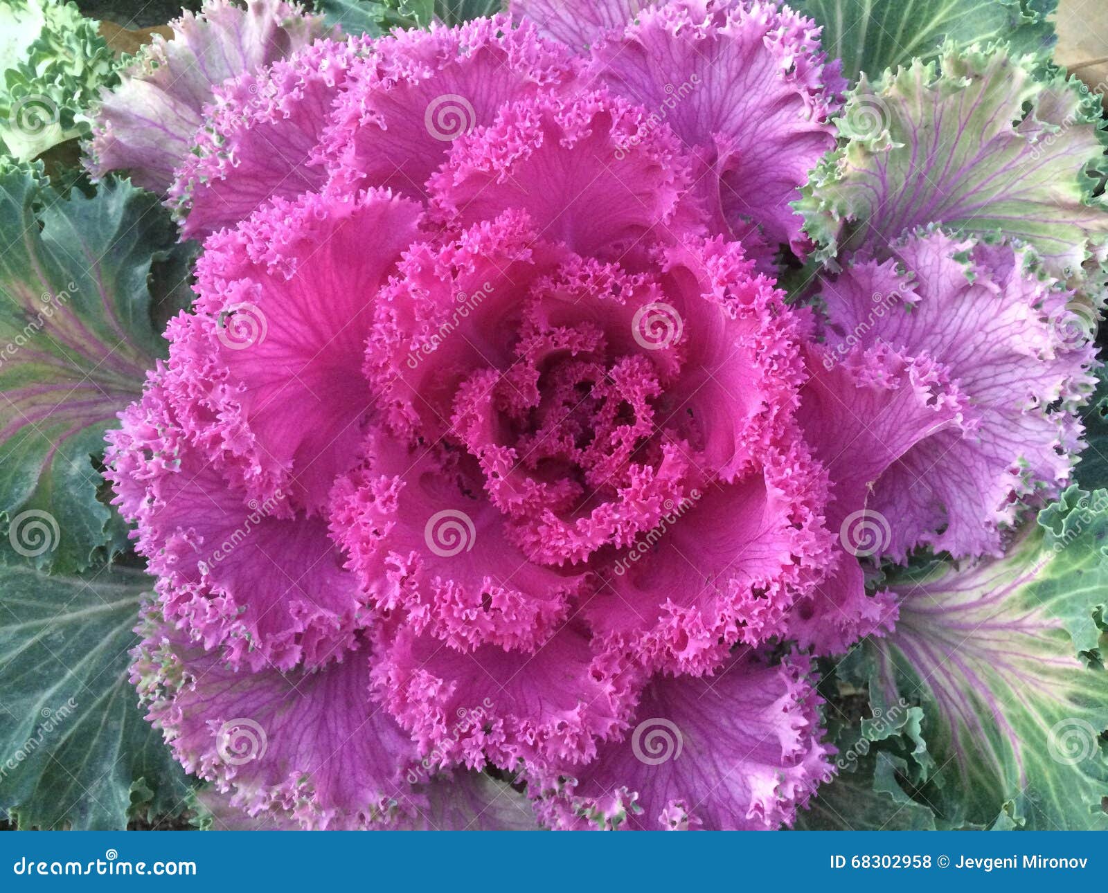 Pink cabbage stock photo. Image of foliage, background - 68302958