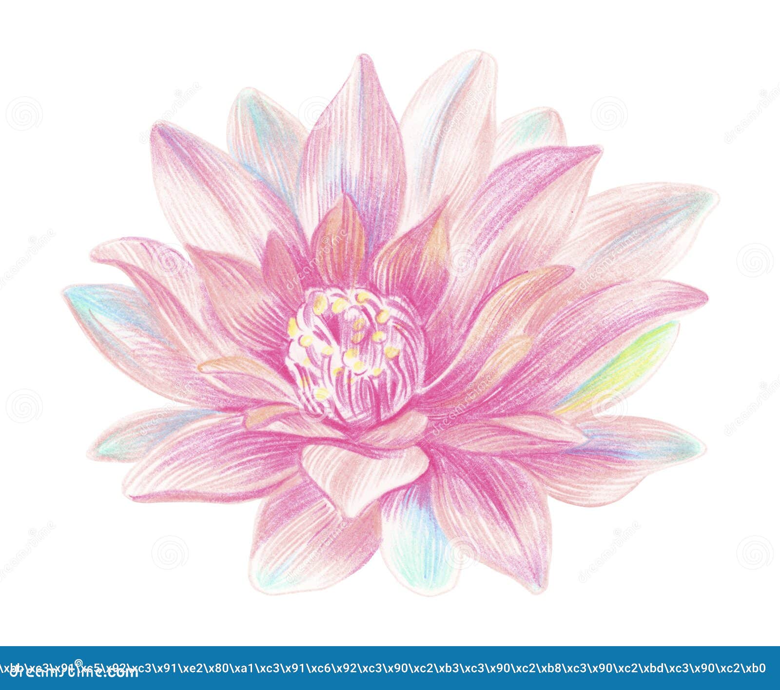 Pink cactus flower stock image. Image of elegance, beautiful - 220591781