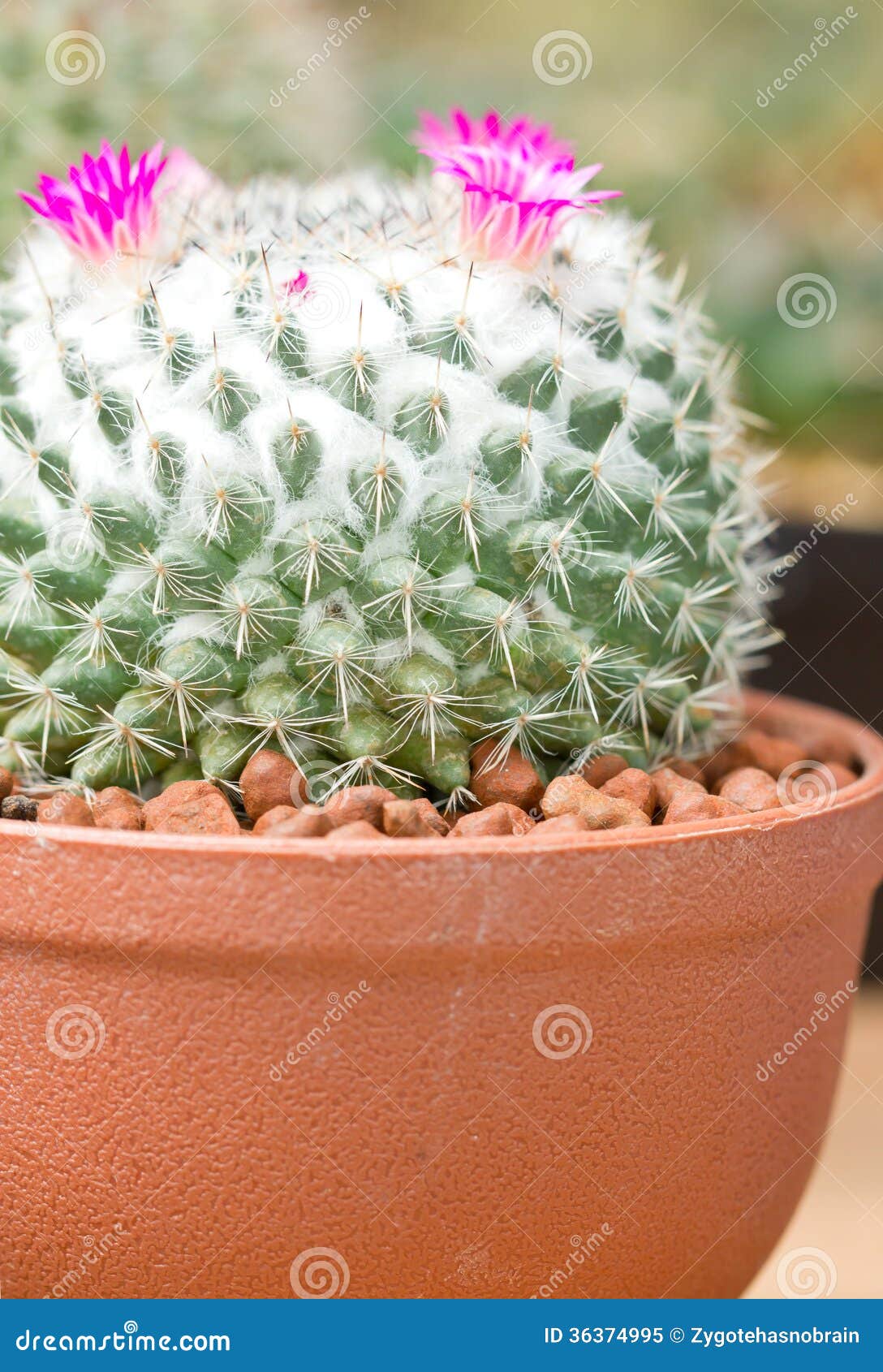 Pink Cactus Flowers. stock image. Image of botanical - 36374995