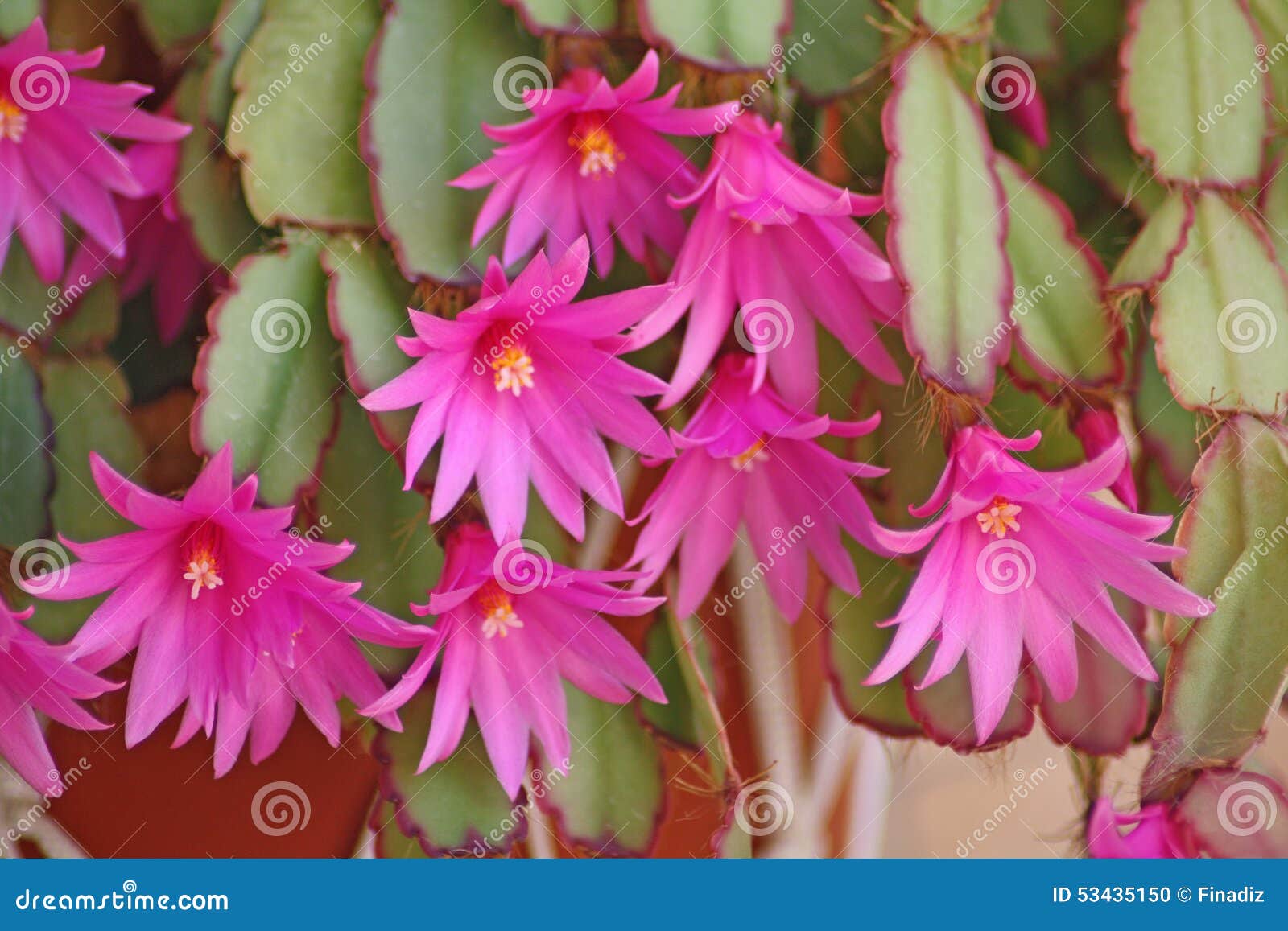 Pink Cactus Flowers stock photo. Image of cactus, leaves - 53435150
