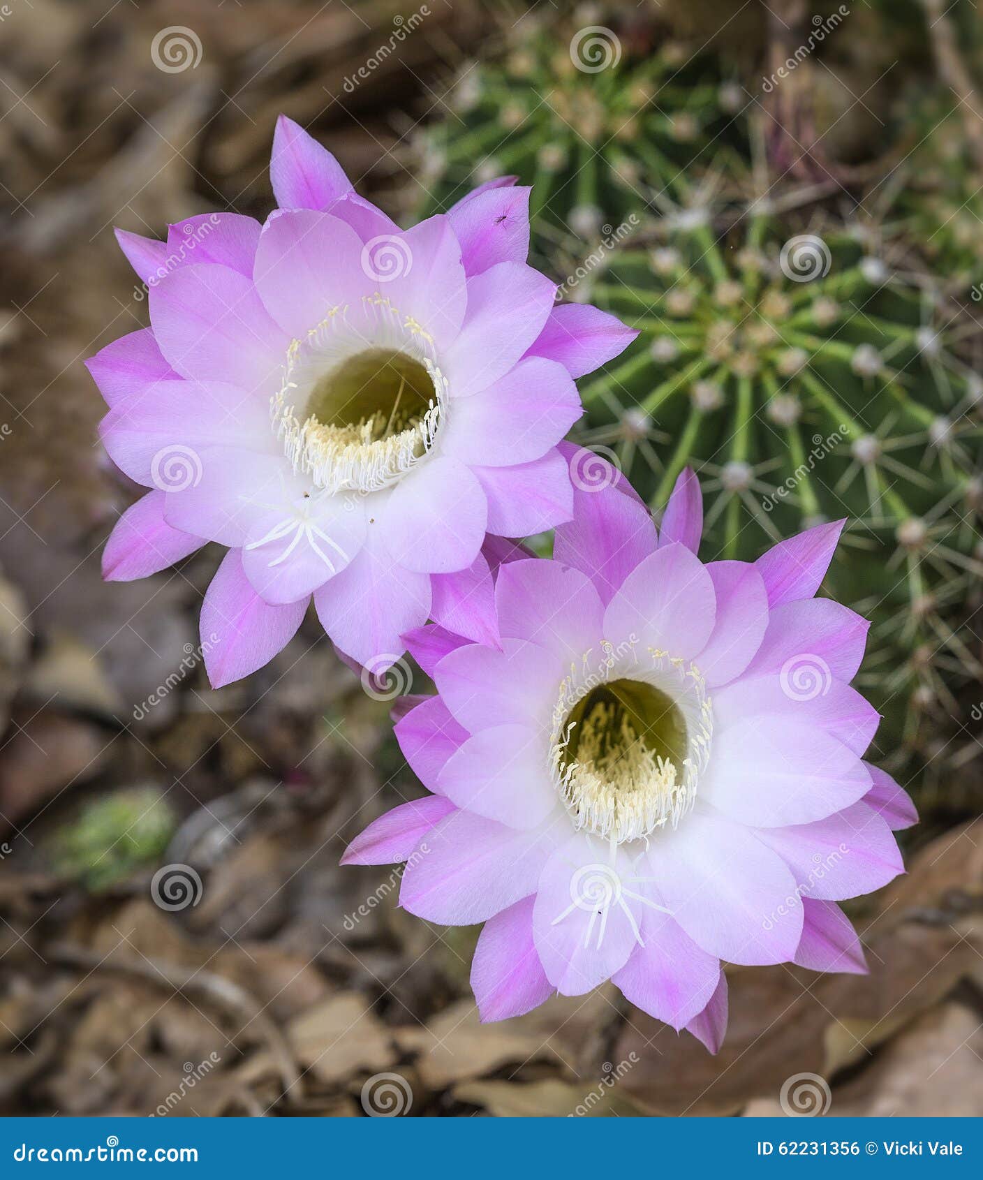 Pink Cactus Flowers stock photo. Image of photograph - 62231356