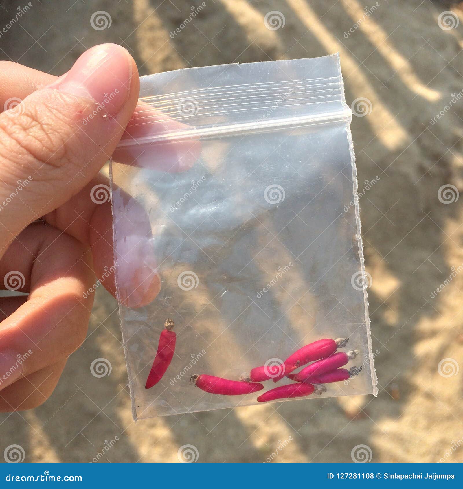 Pink Cactus Seed Pod in Clear Plastic Bag. Stock Photo - Image of ...