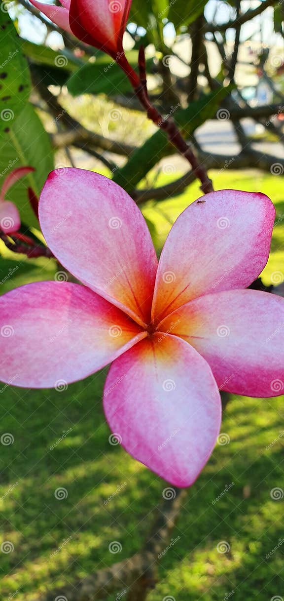 Pink Calachuchi Flower stock image. Image of calachuchi - 172855509
