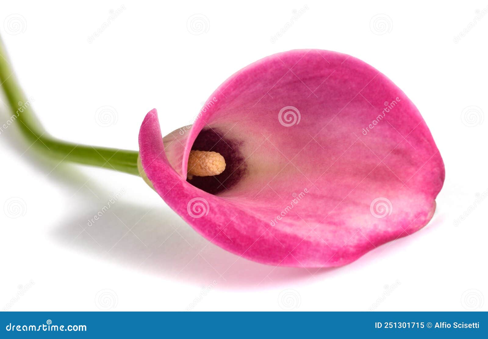 Kalla Flower.White Feces Flower On A Black Background.Big White Flower ...