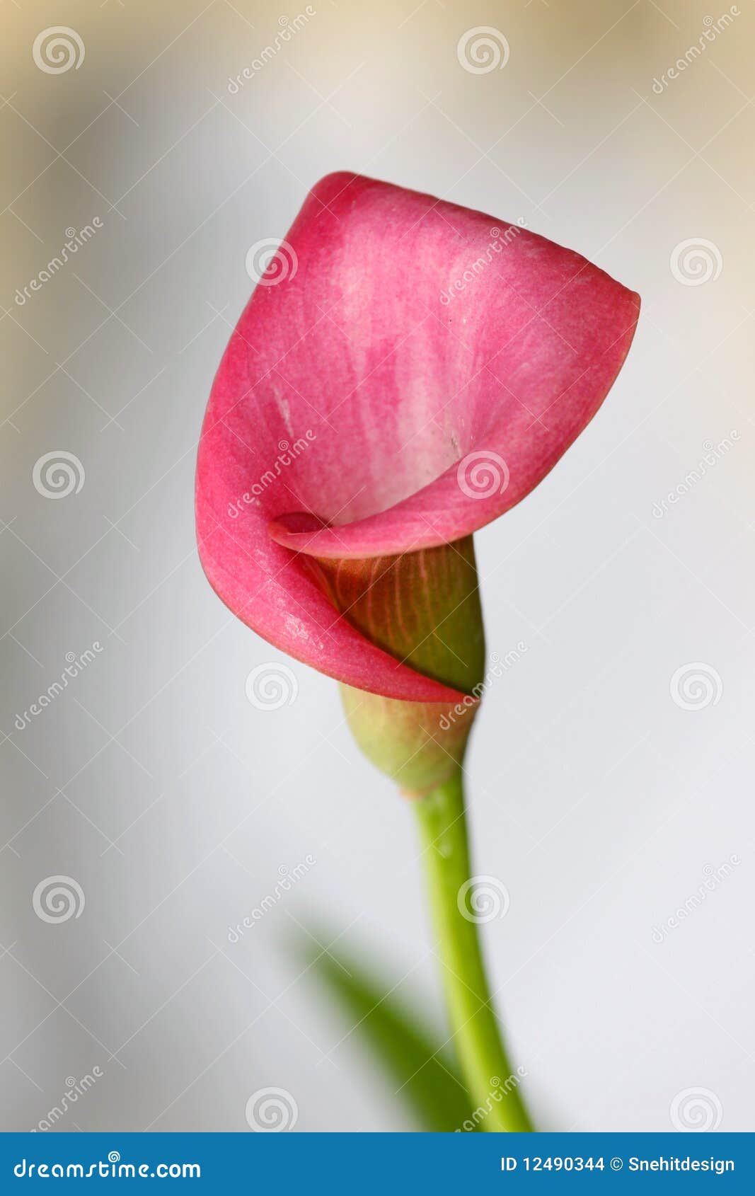 Pink calla lily stock photo. Image of beauty, botanic - 12490344