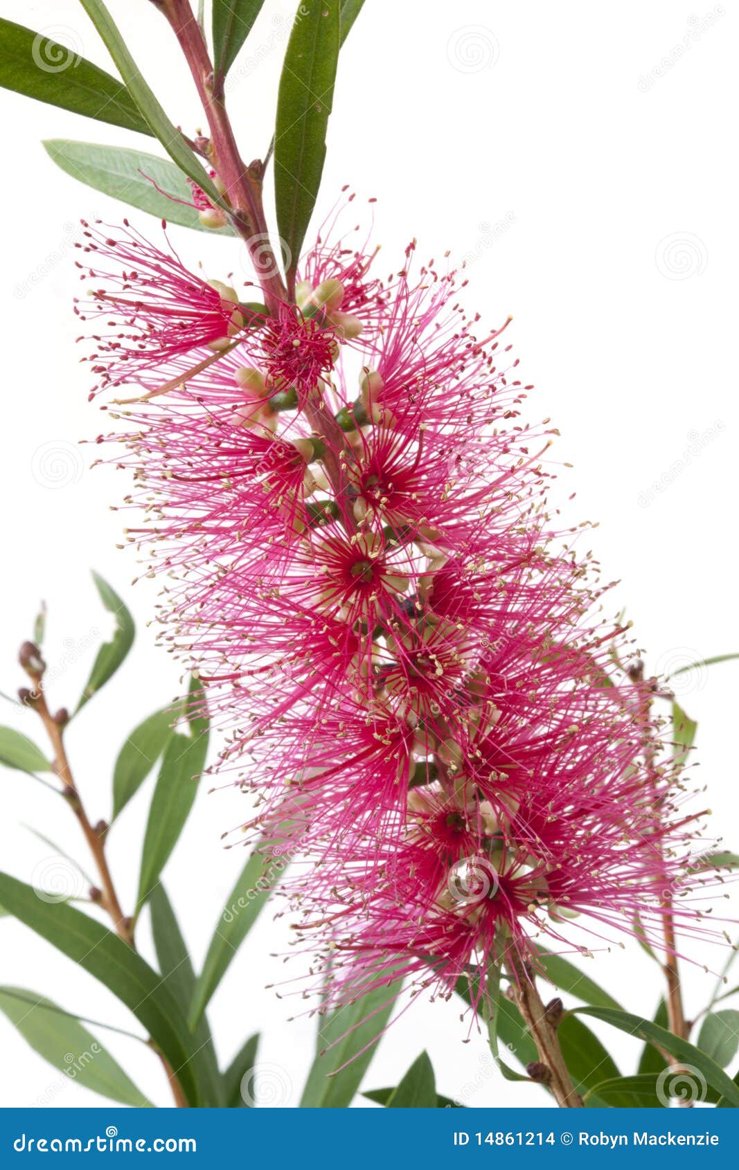 Pink Callistemon stock photo. Image of pink, flower, bottlebrush - 14861214