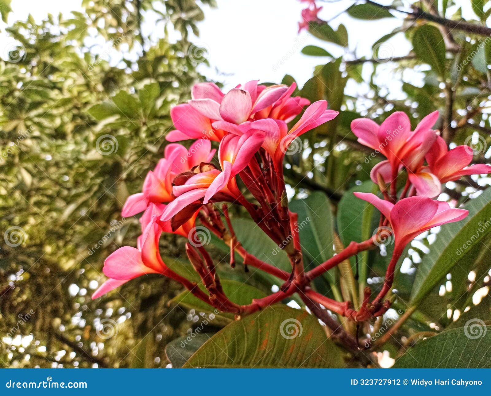 Pink Cambodian Flowers Grow in the Yard Stock Photo - Image of flowers ...