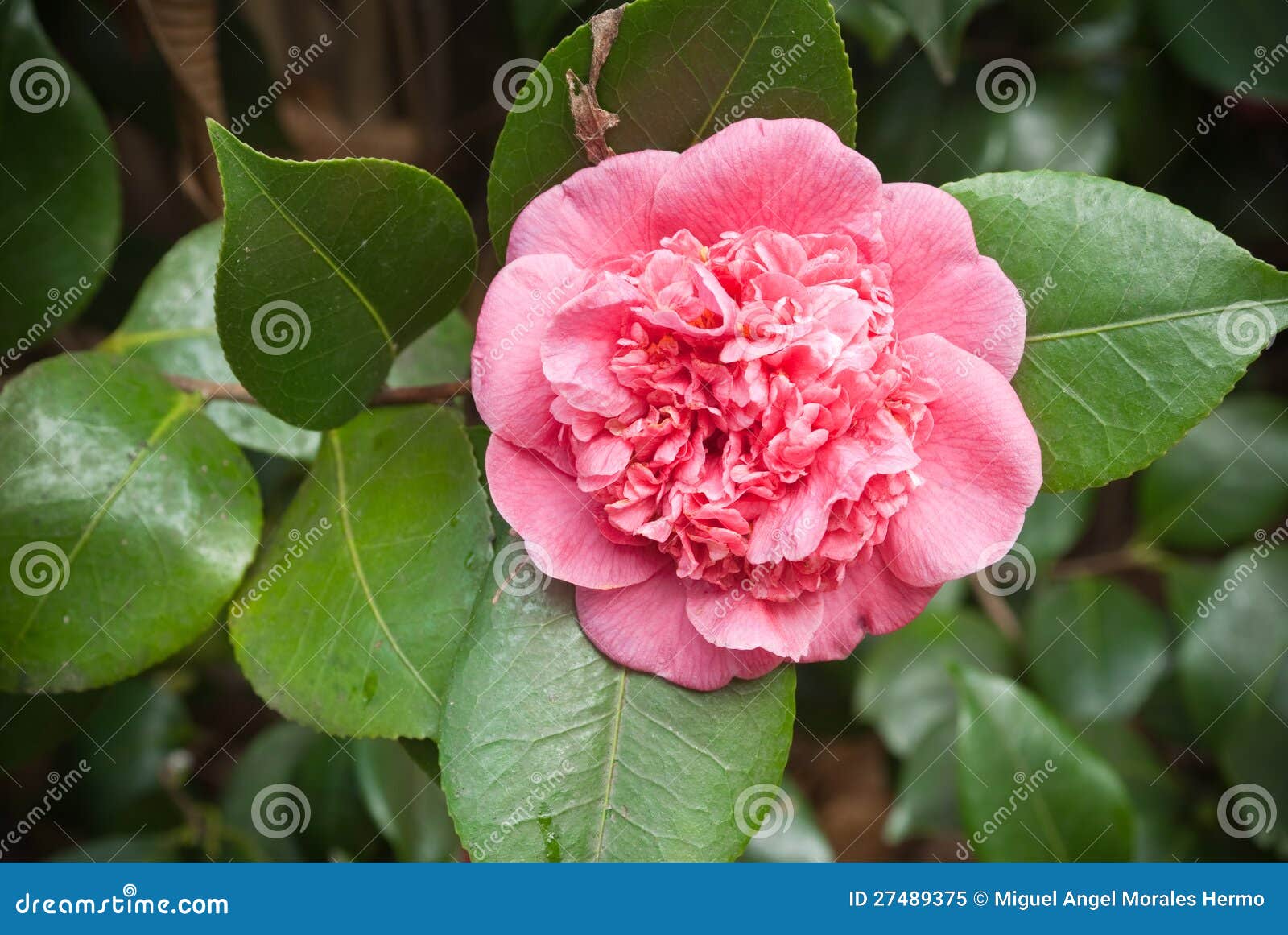 Pink camellia stock image. Image of gardening, petals - 27489375