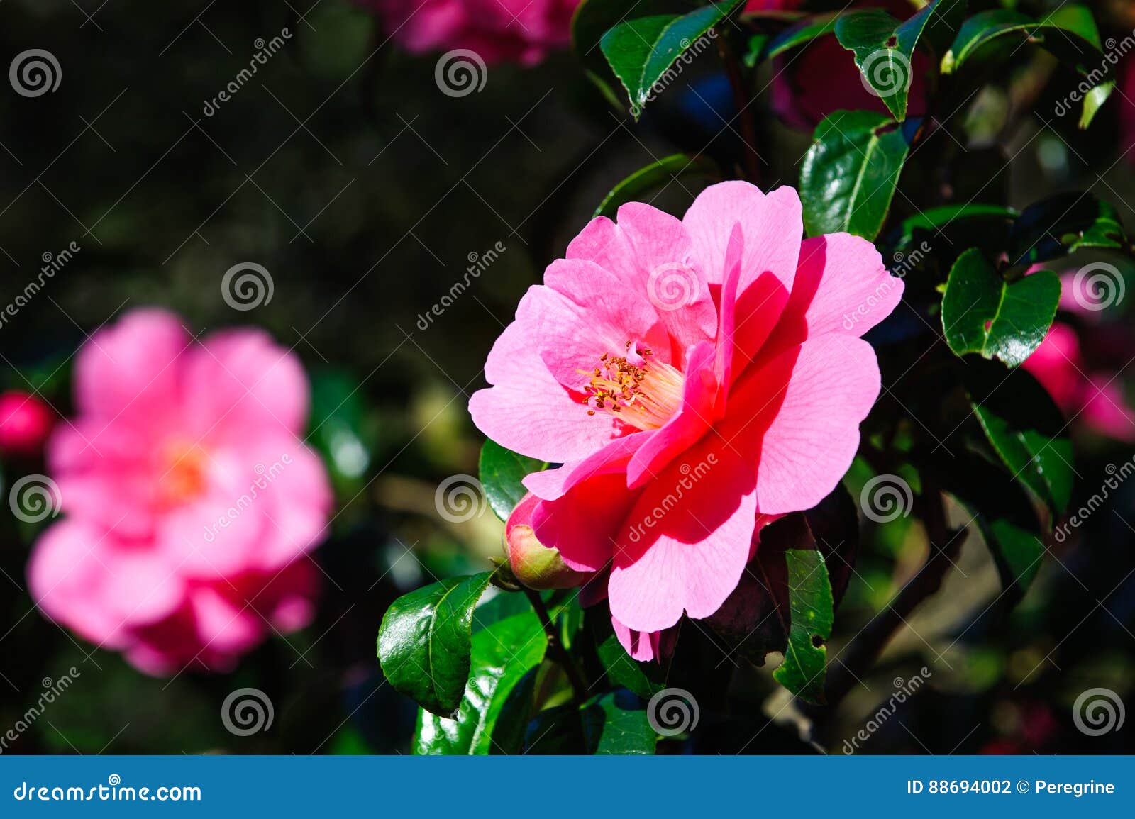 Pink camellia flower stock photo. Image of botany, bushes - 88694002