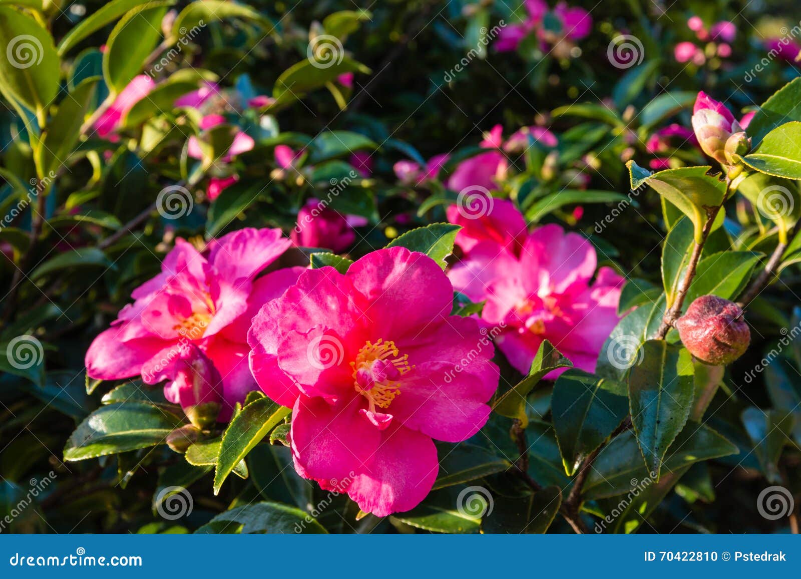 Pink Camellia Flowers in Bloom Stock Photo - Image of plant, sasanqua ...