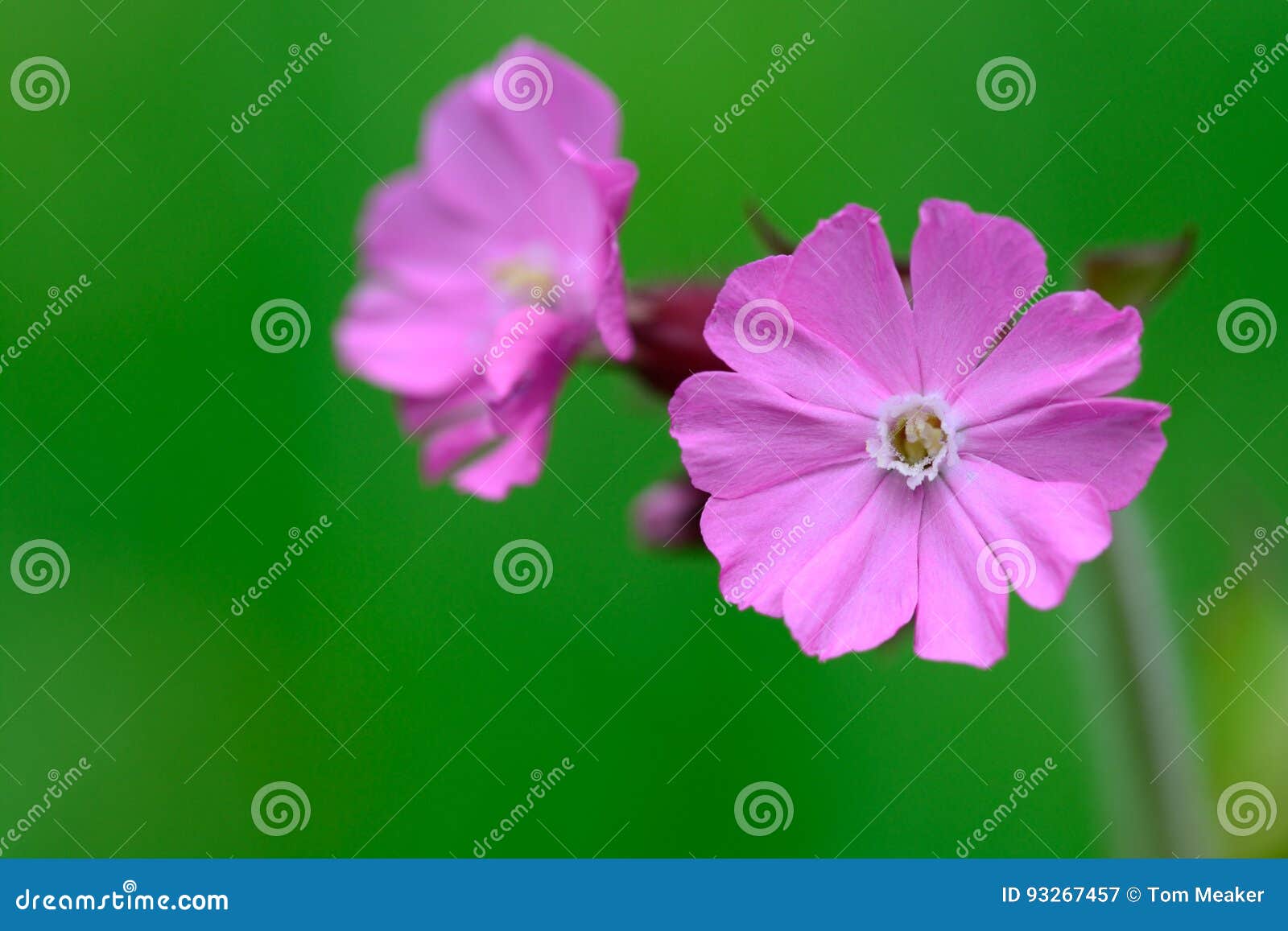 Pink campion flowers stock image. Image of closeup, macro - 93267457