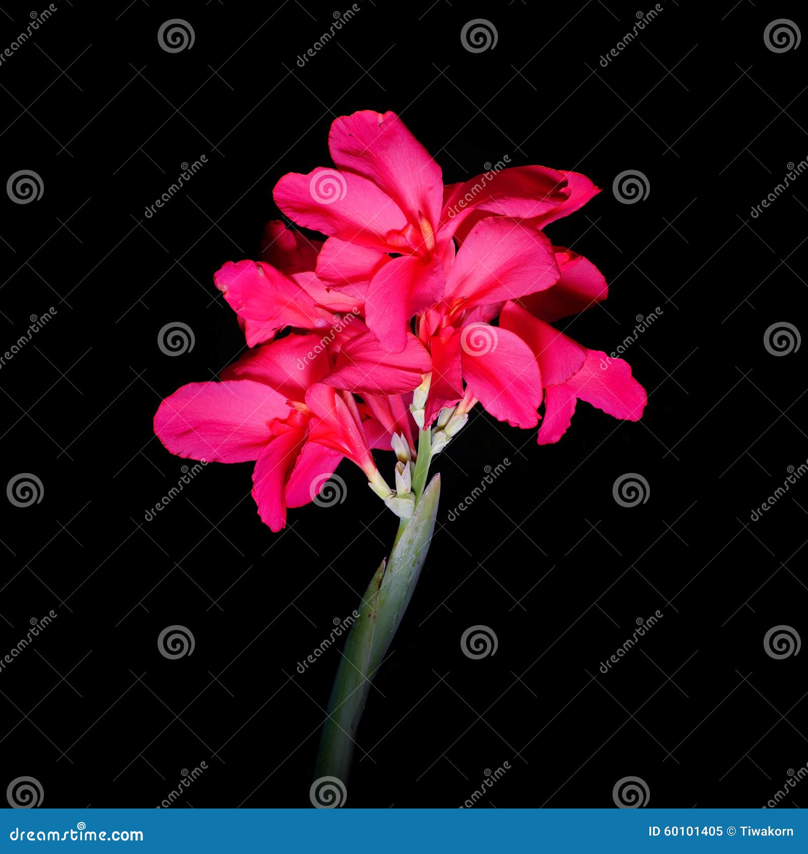 Pink Canna flowers stock image. Image of lily, cutout - 60101405