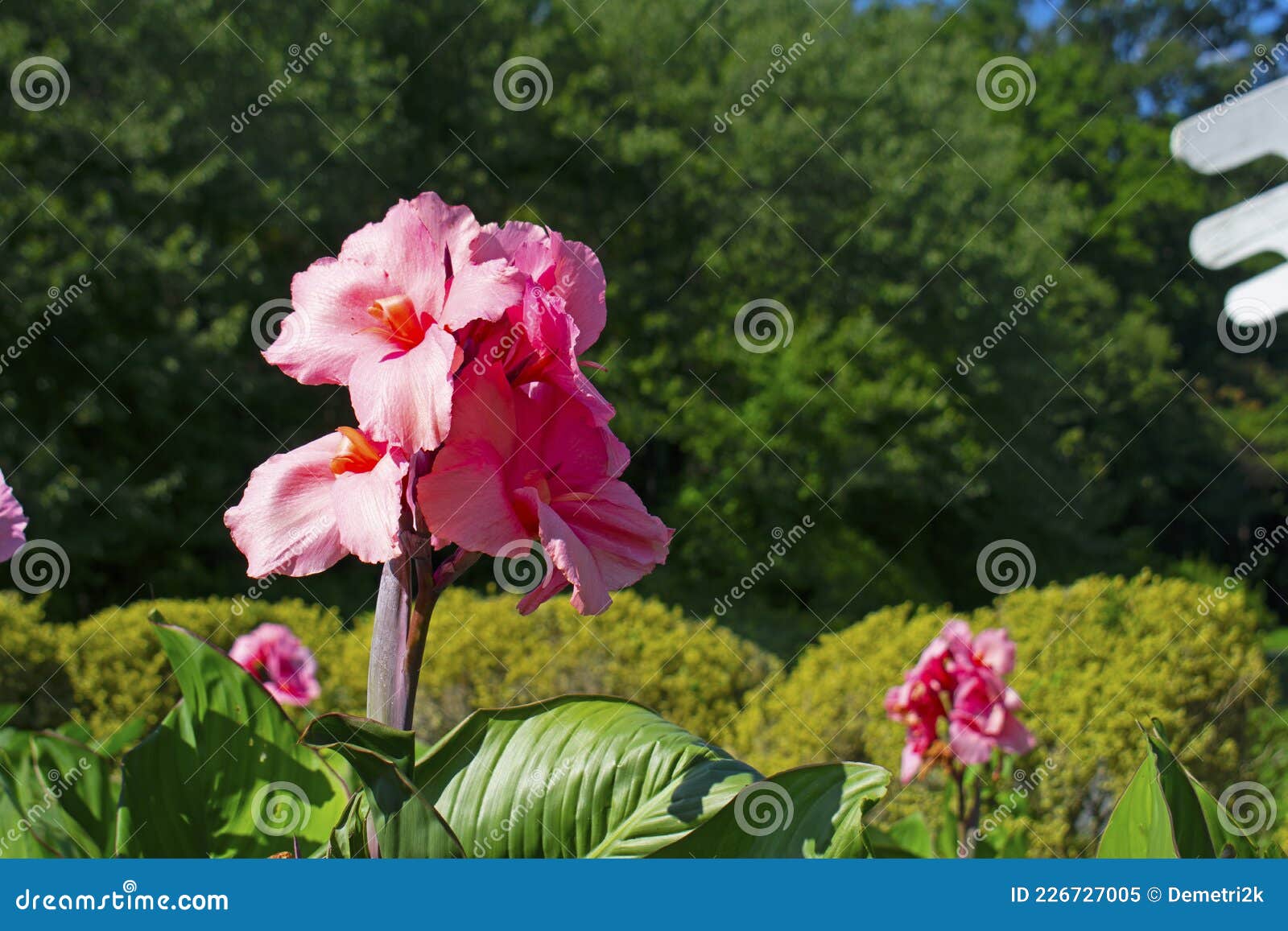 Pink Canna Lily or Indian Shot Stock Image - Image of flower, outdoors ...