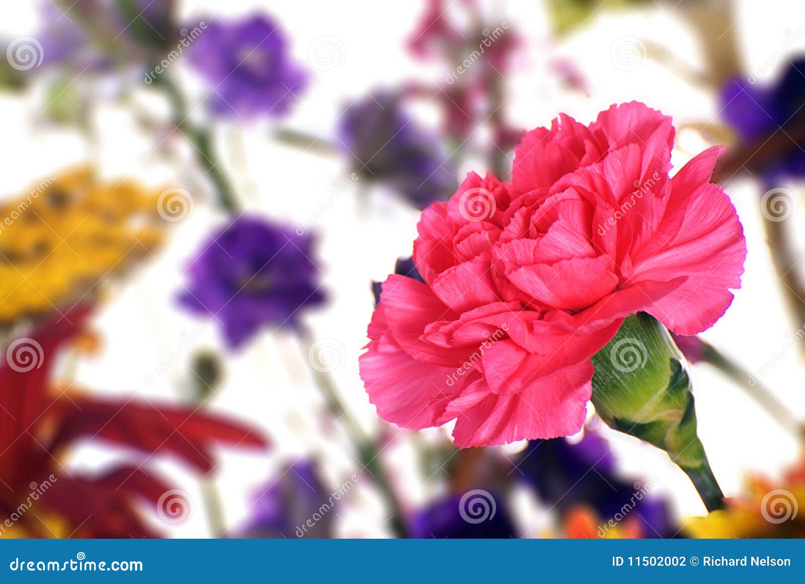 Pink Carnation stock photo. Image of decoration, flower - 11502002