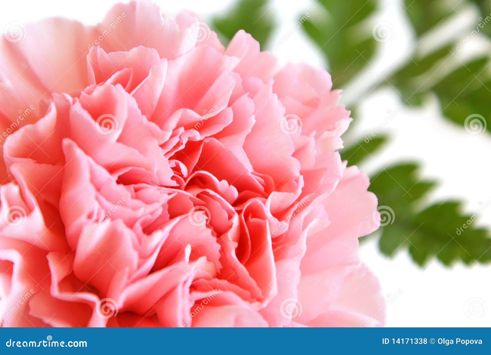Pink carnation stock photo. Image of color, light, background - 14171338