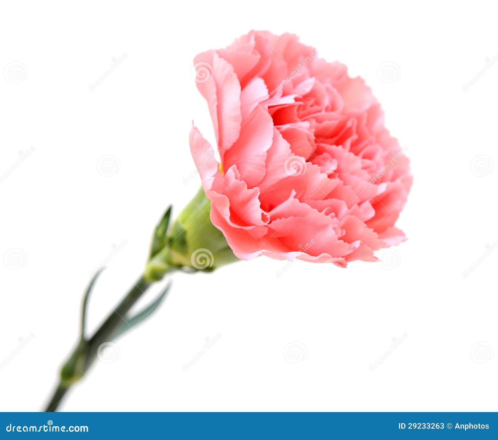 Pink carnation stock image. Image of dian, carnation - 29233263