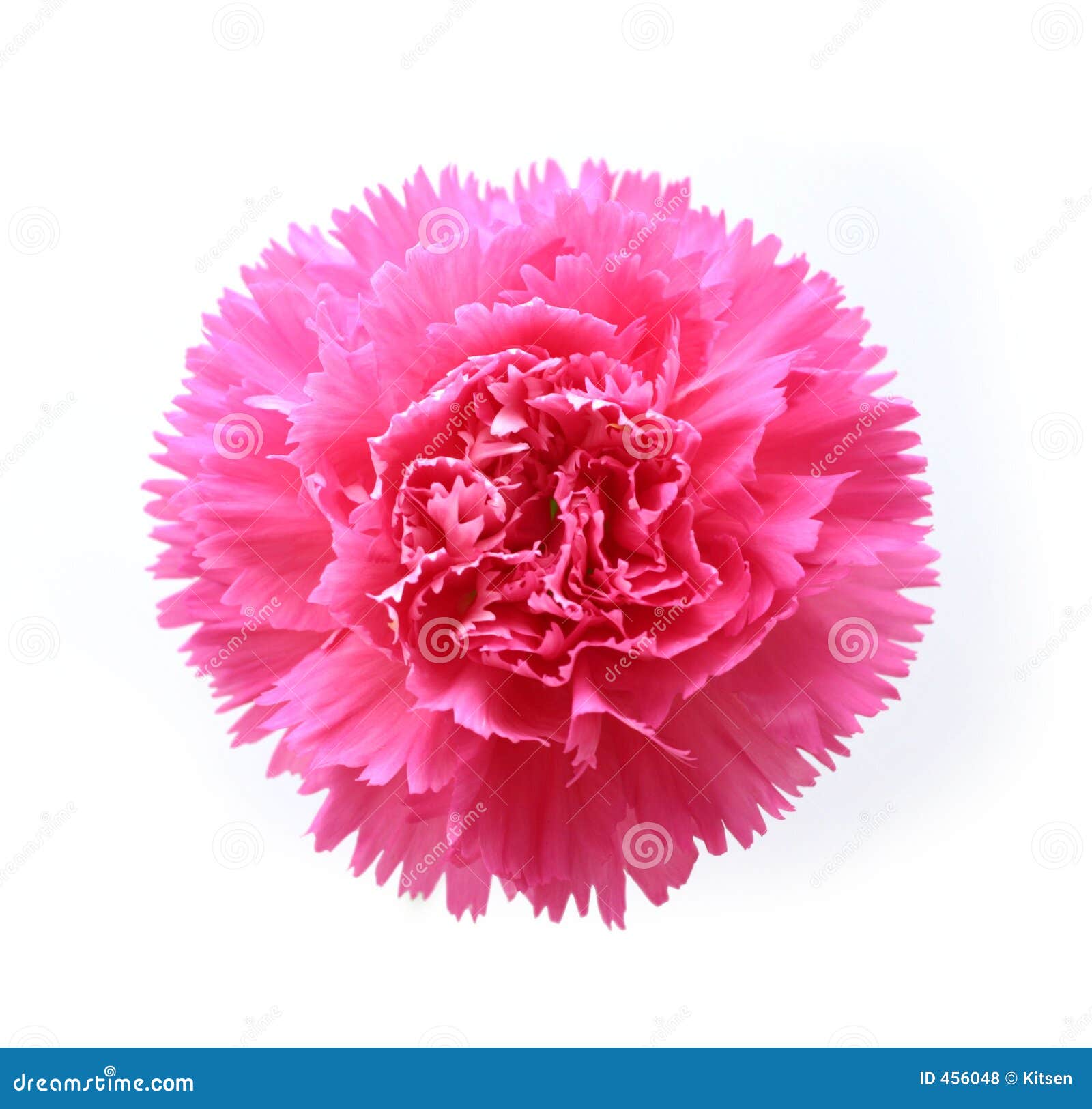 Pink Carnation stock photo. Image of round, pink, beautify - 456048