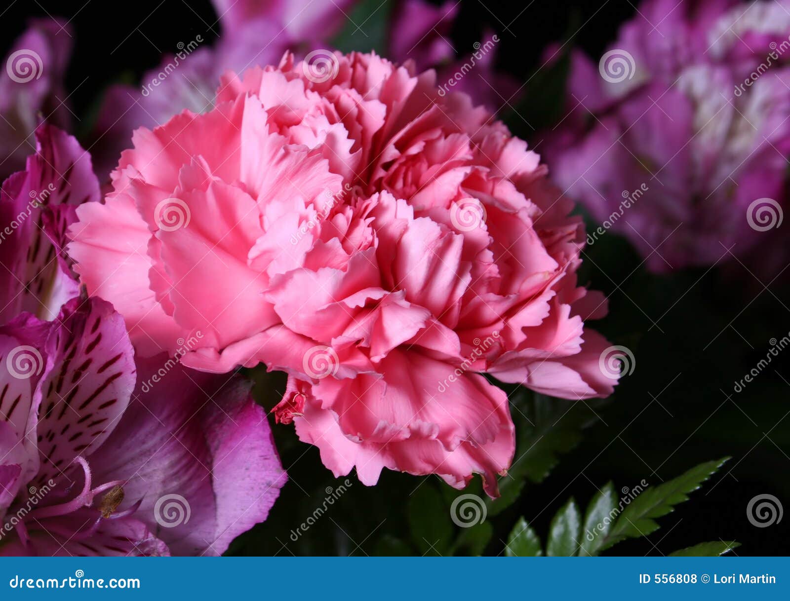 Pink Carnation stock photo. Image of romance, spring, summer - 556808