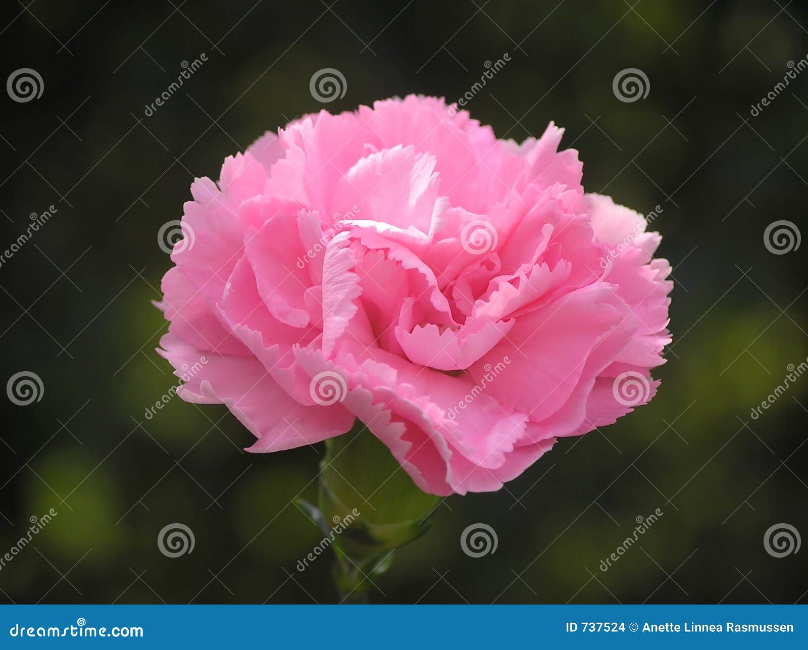 Pink carnation stock photo. Image of head, carnation, seasonal - 737524
