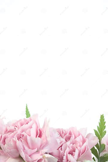 Pink carnation border stock photo. Image of buds, summer - 117796