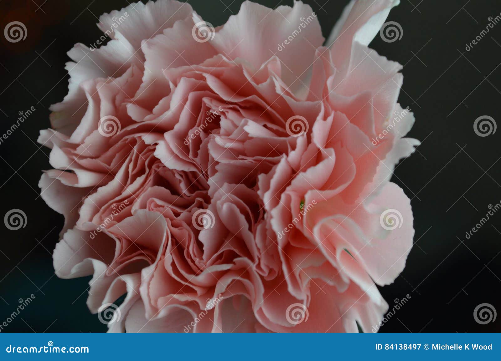 Pink carnation closeup stock image. Image of micro, macro - 84138497