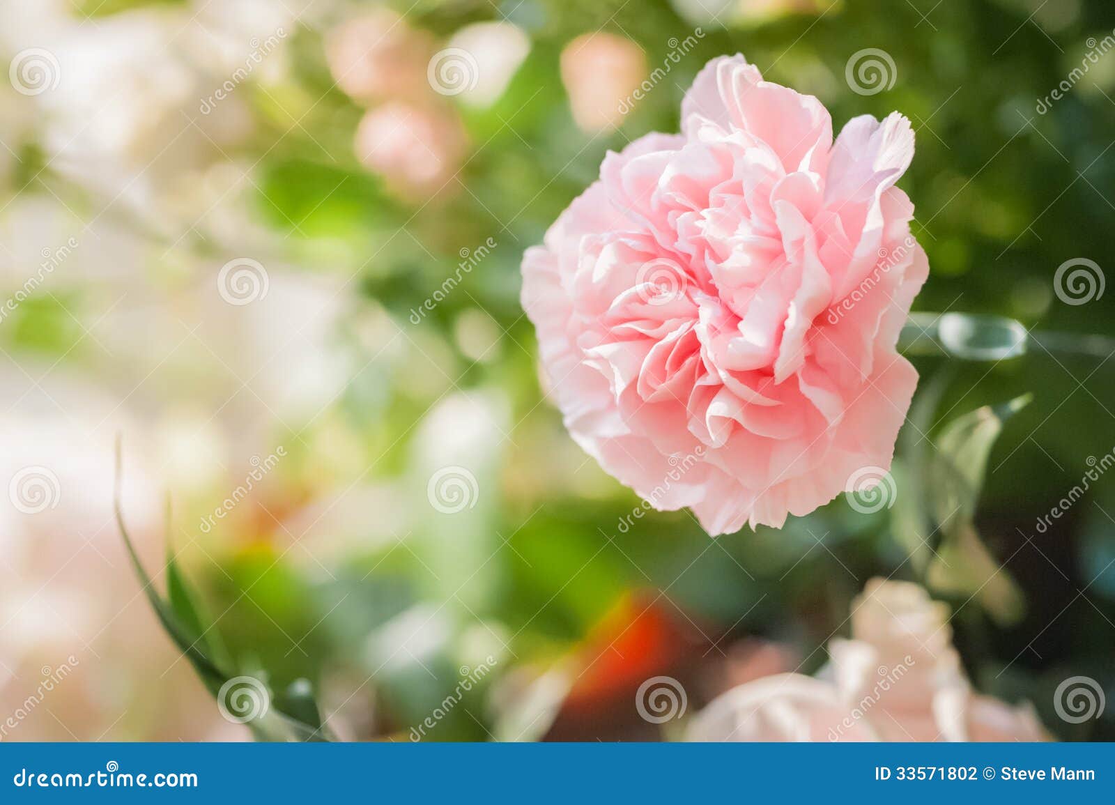 Pink Carnation. Feder-Nelke, Dianthus Plumarius - Dianthus Plumarius ...