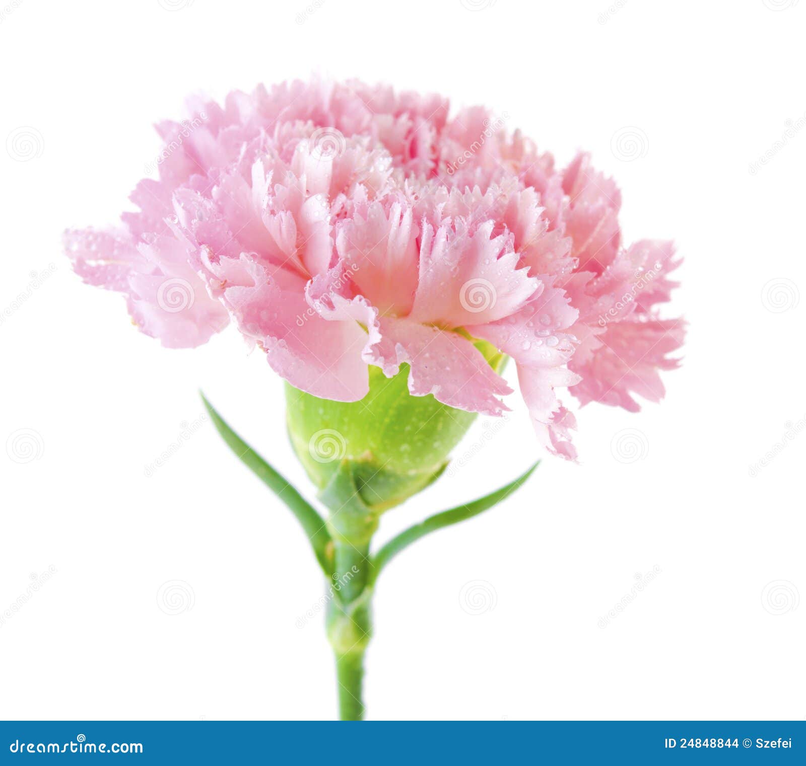 Pink carnation flower stock photo. Image of drop, flower - 24848844