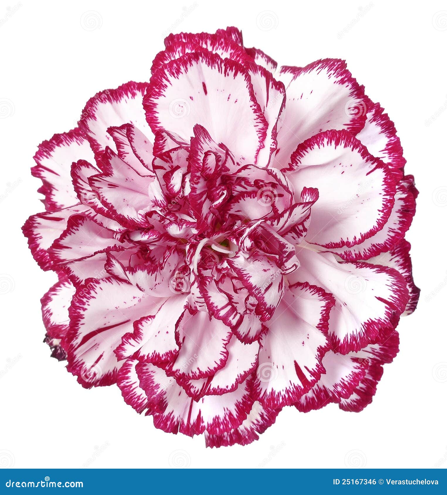 Pink carnation flower stock photo. Image of bloom, isolation - 25167346
