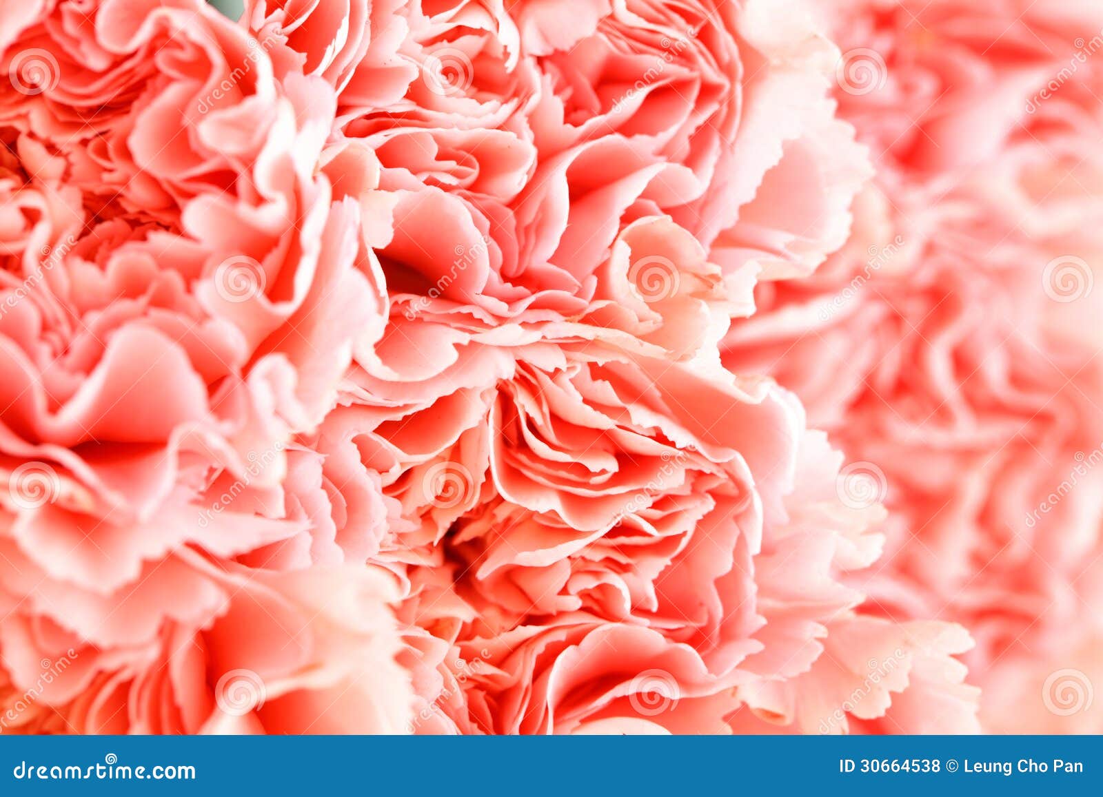 Pink Carnation Flower Close Up Stock Photo - Image of blossoming ...