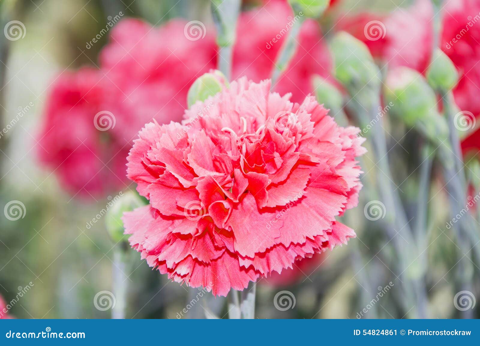Pink carnation flower stock image. Image of color, spring - 54824861