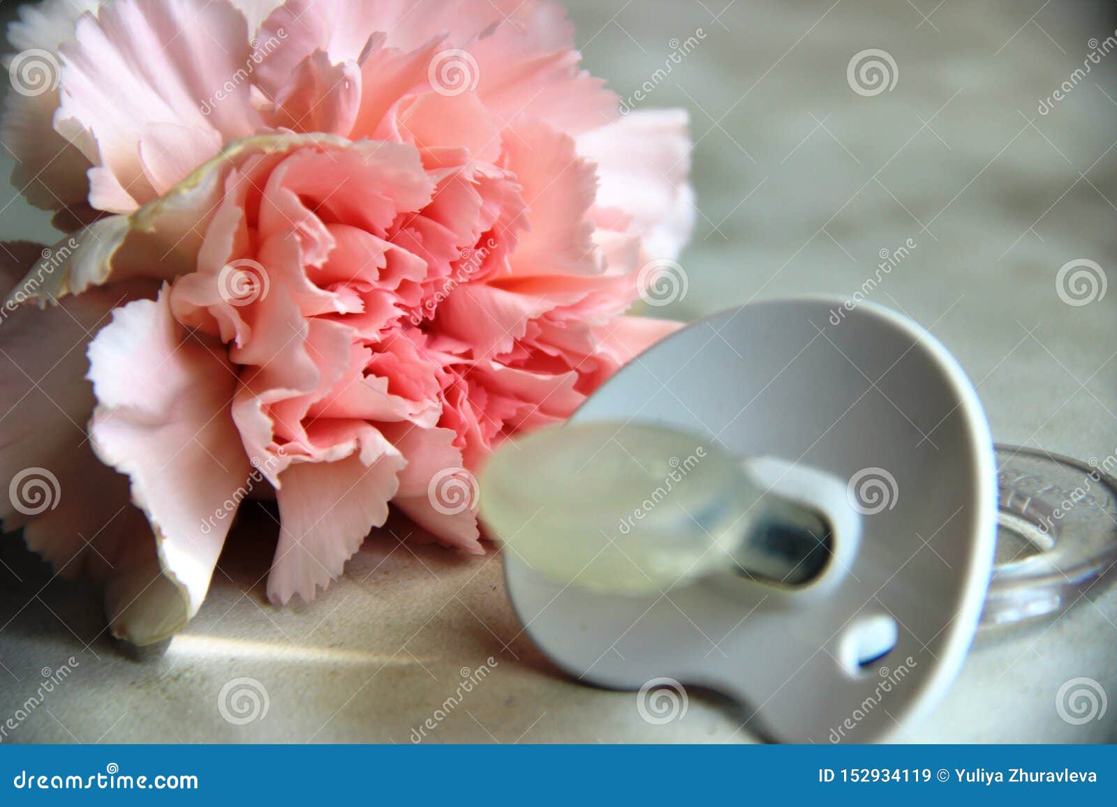 Pink Carnation Flower and Old Pacifier Soother in Sunlight. Infant ...