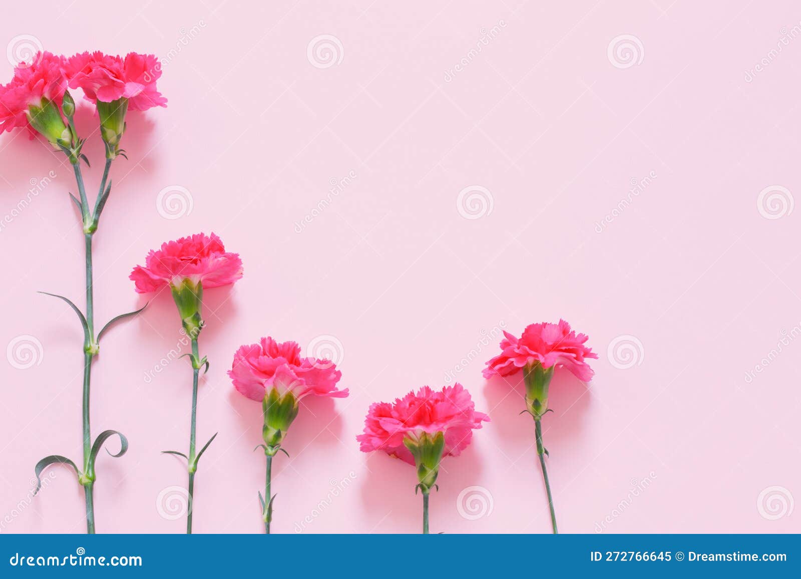 Pink Carnation Flowers on Pink Background Stock Image - Image of love ...