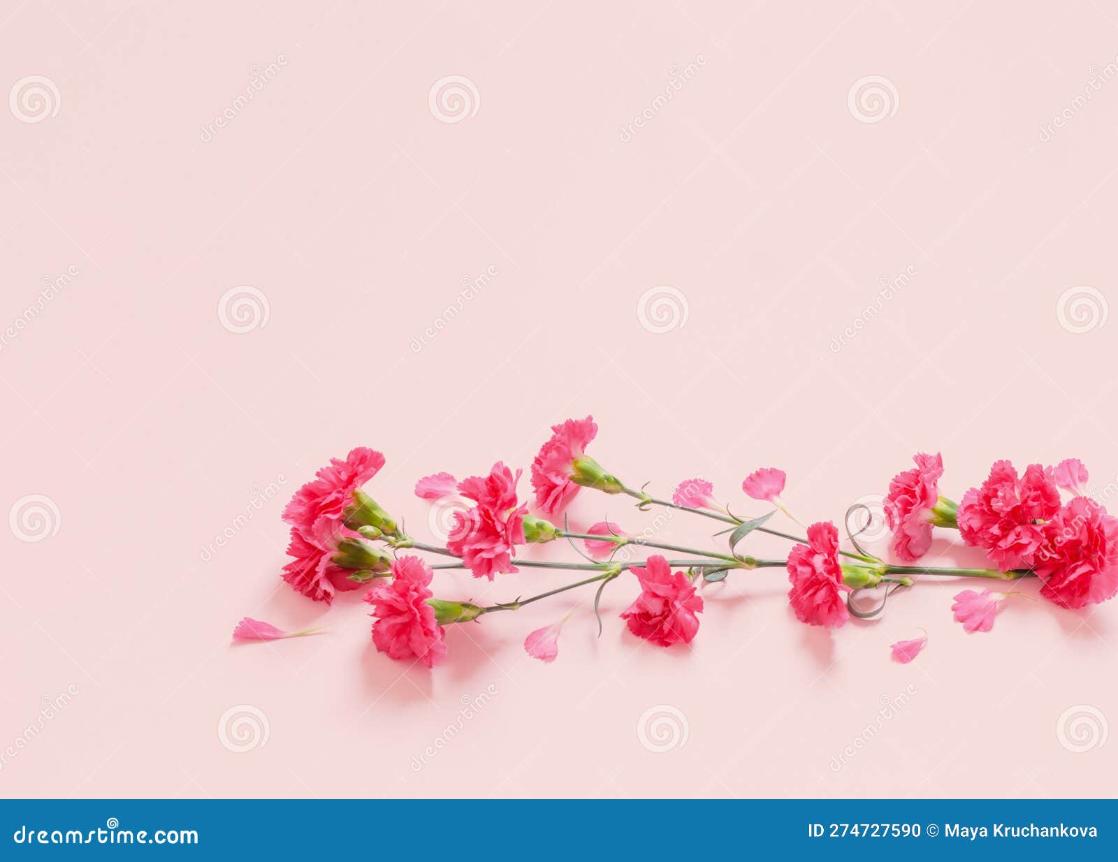 Pink Carnation Flowers on Pink Background Stock Illustration ...