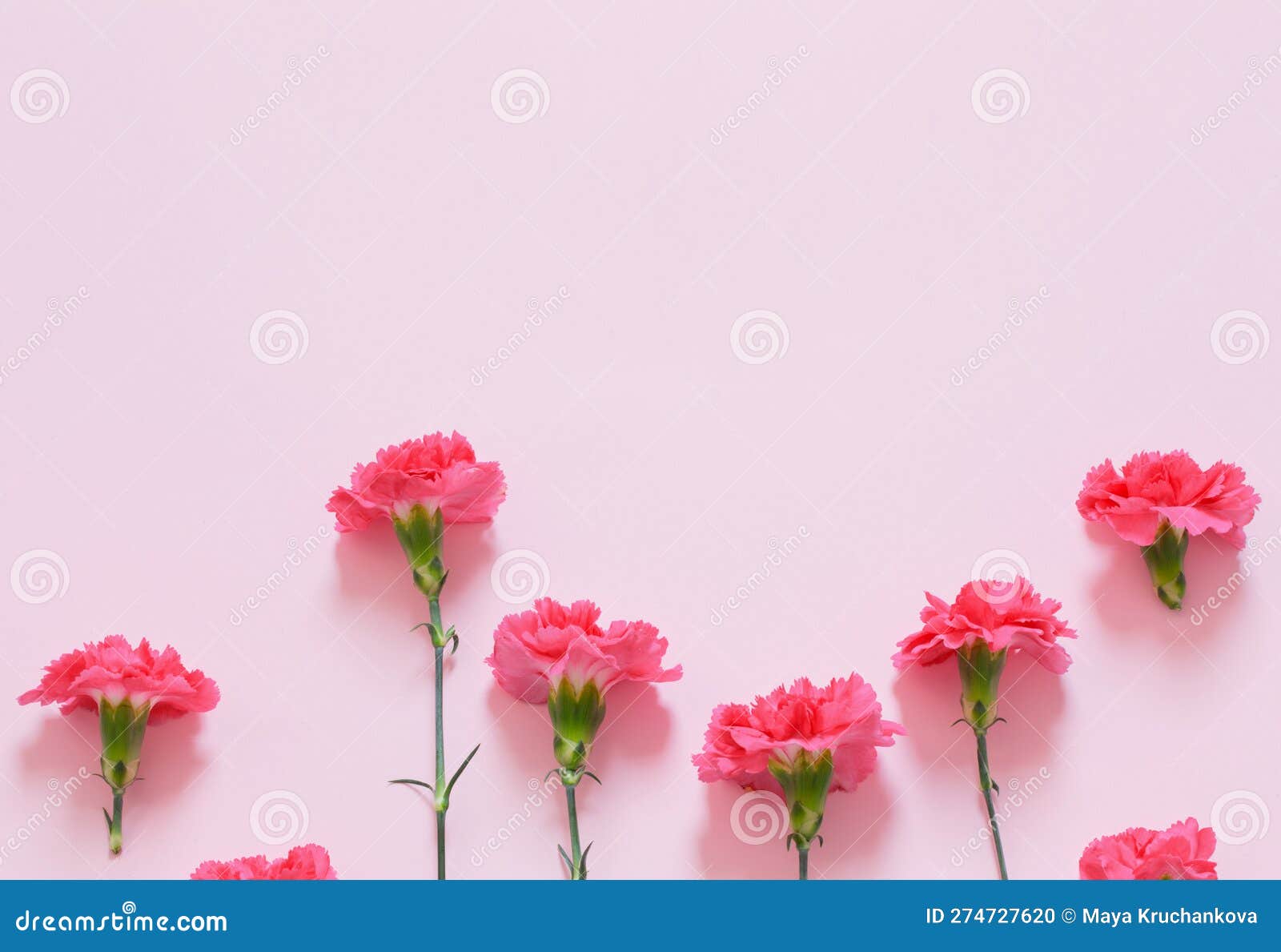 Pink Carnation Flowers on Pink Background Stock Photo - Image of ...