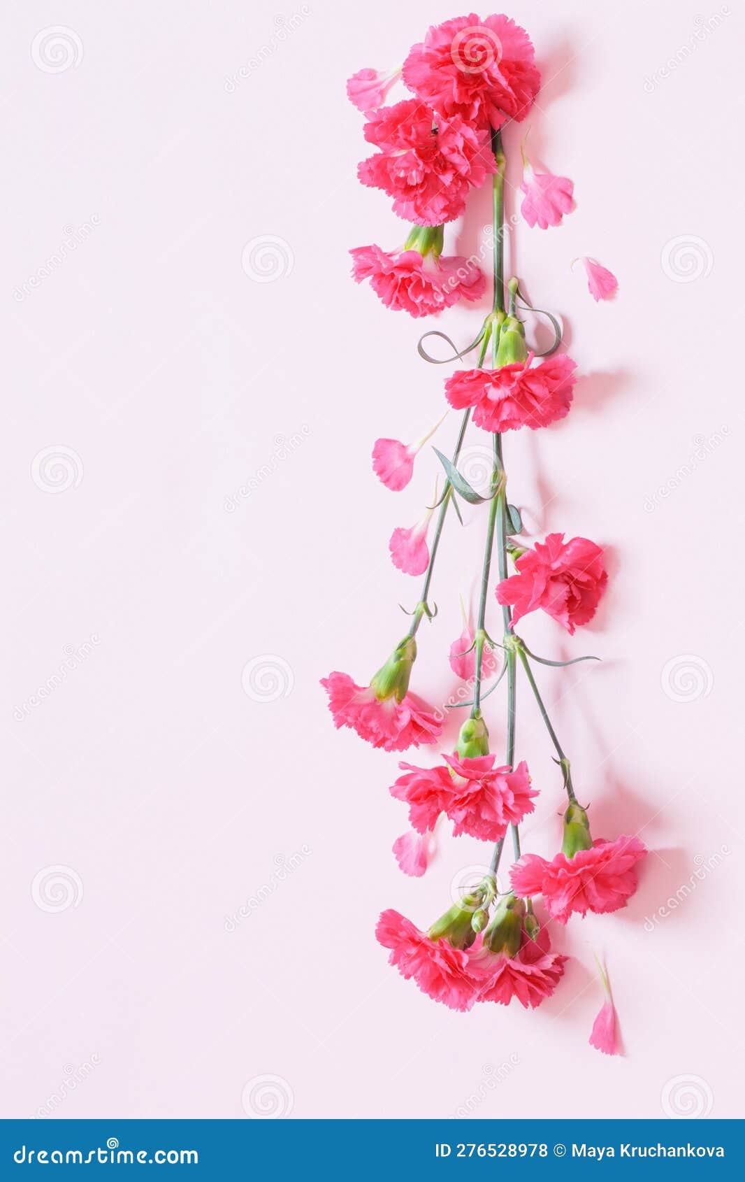 Pink Carnation Flowers on Pink Background Stock Photo - Image of card ...
