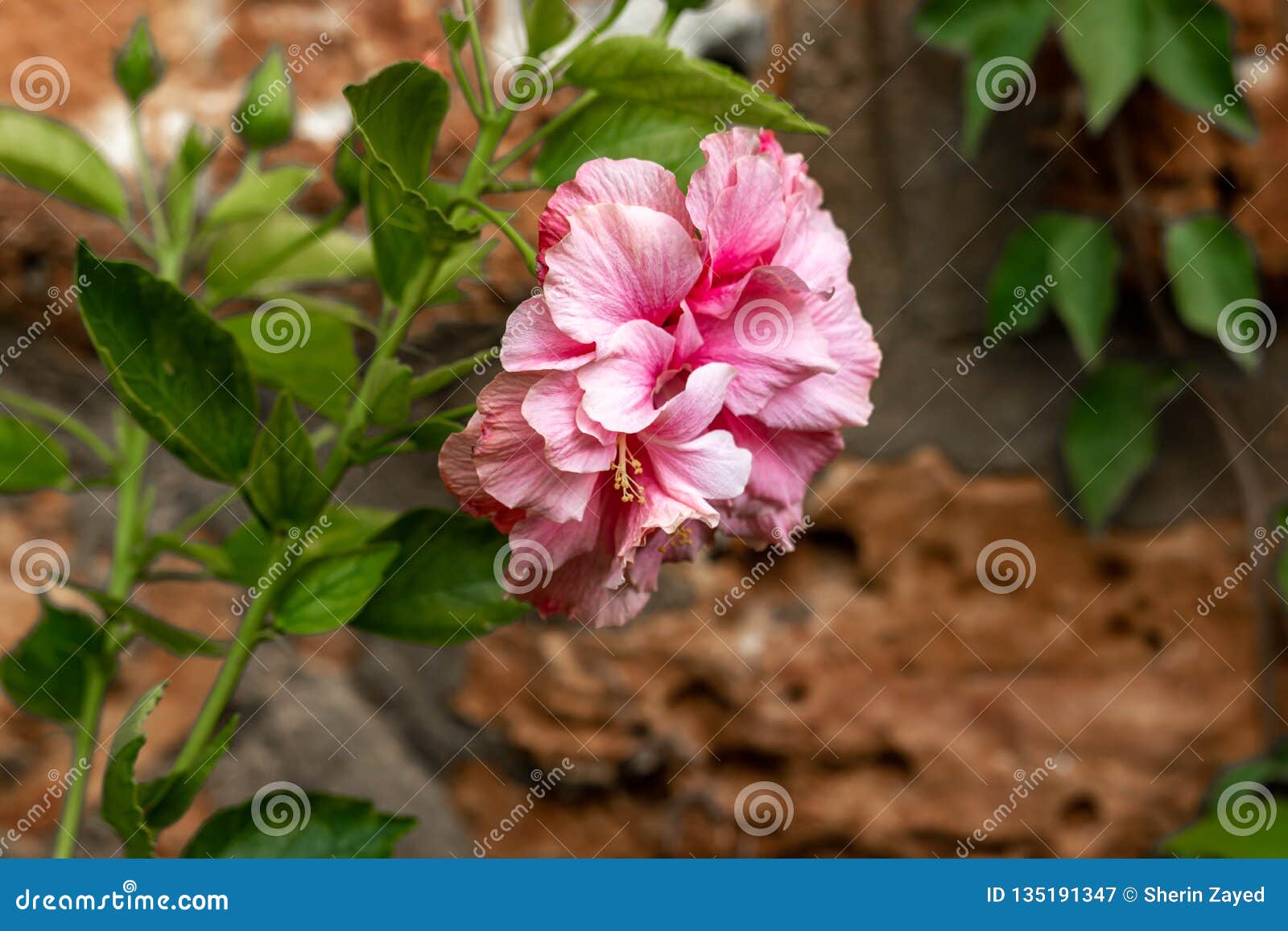 Pink Carnation in Full Bloom Stock Image - Image of close, leaves ...