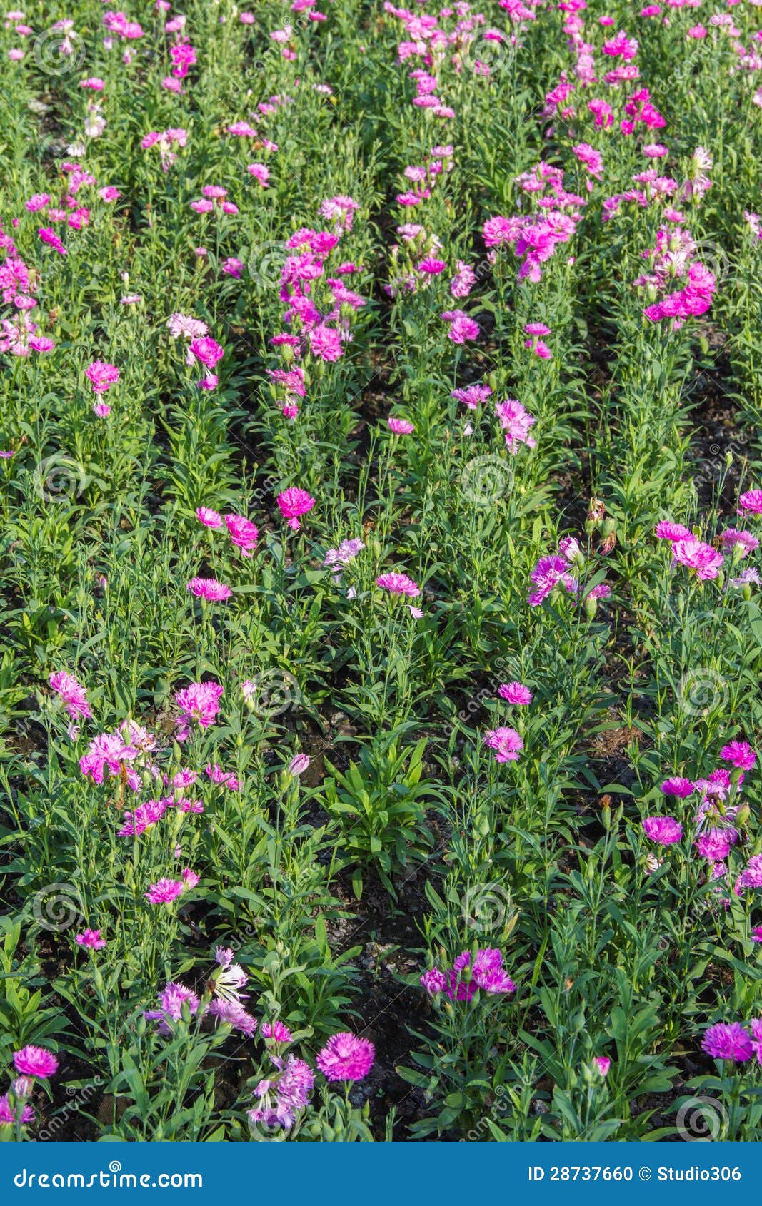 Pink Carnation garden stock photo. Image of floral, peace - 28737660