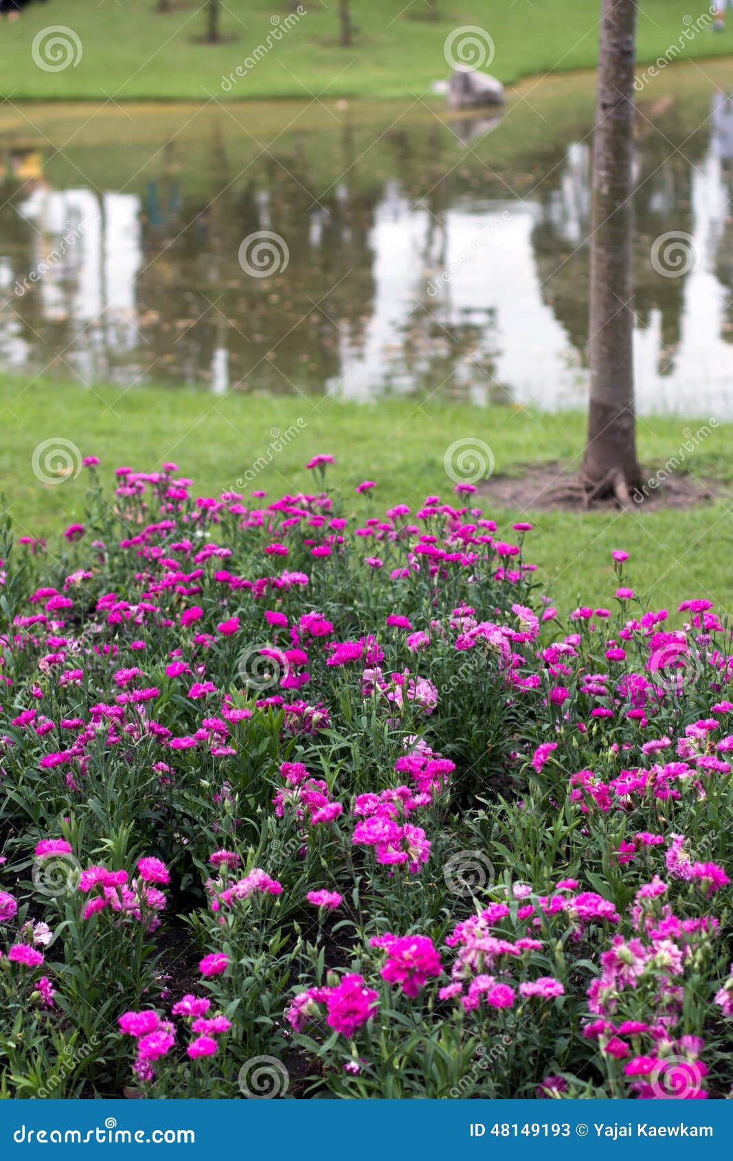 Pink Carnation garden stock image. Image of stalk, elegance - 48149193